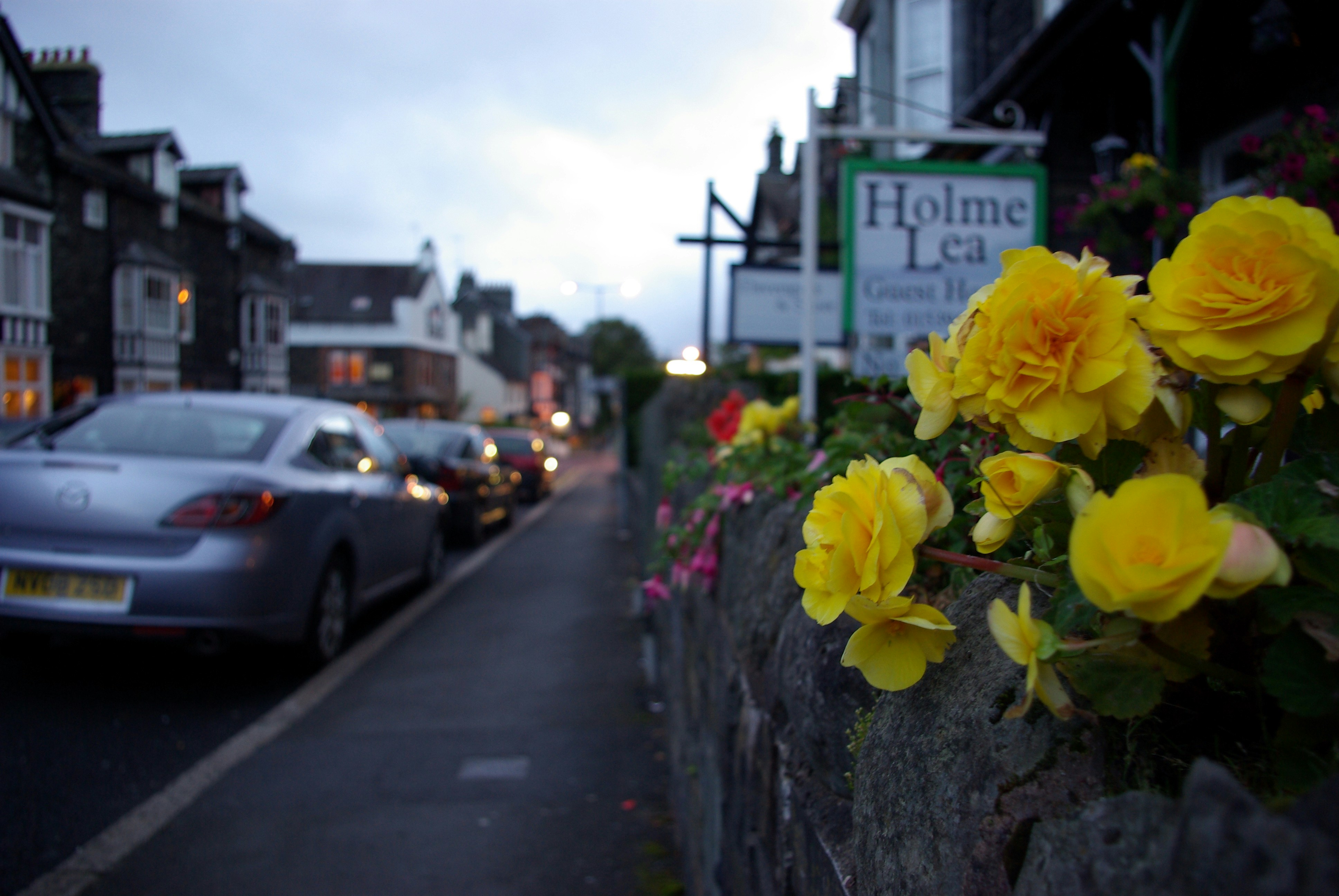 Yellow Roses over the City Wall at Dusk