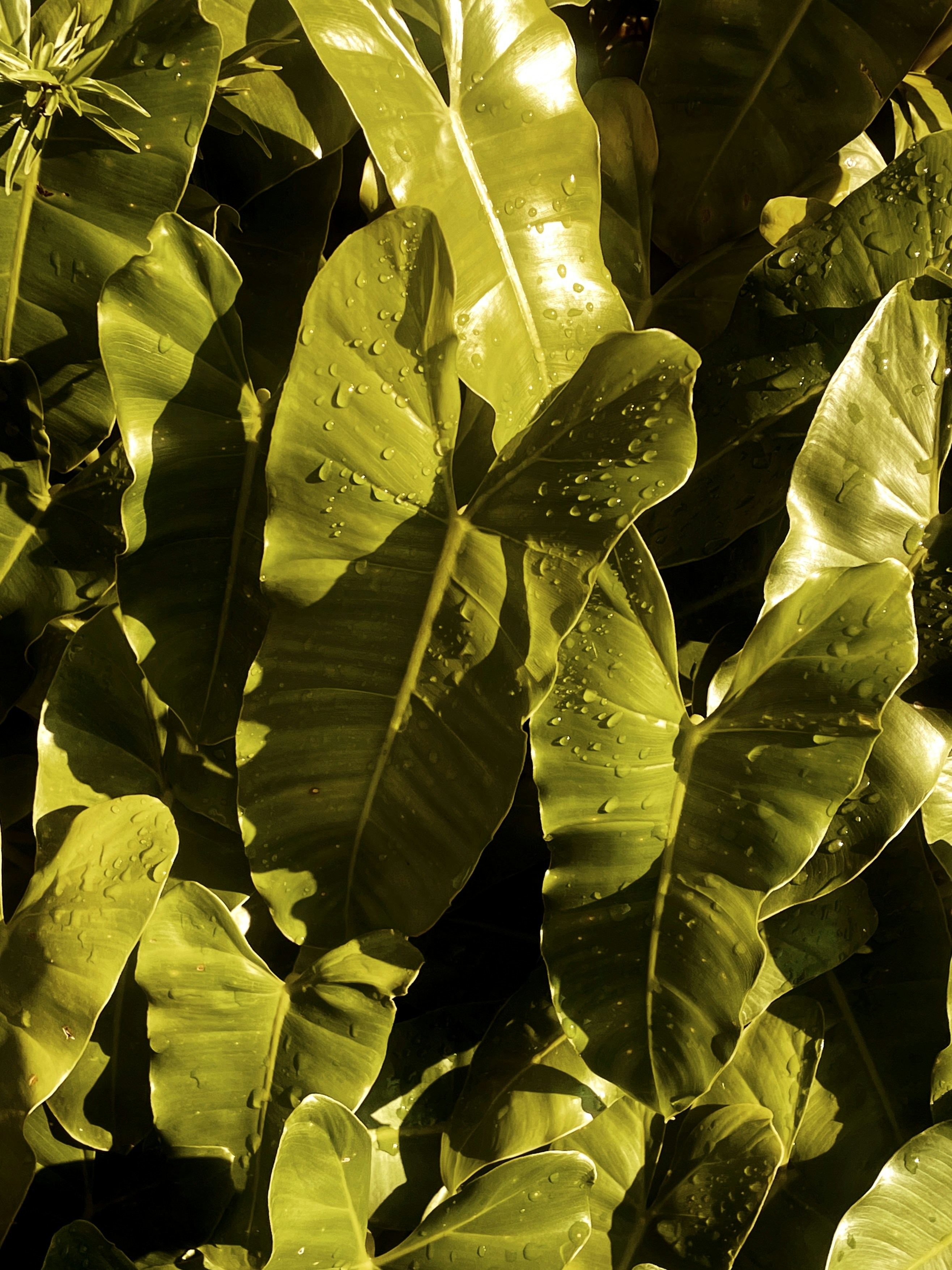 Photo by zafree pinano with Apple iPhone 12