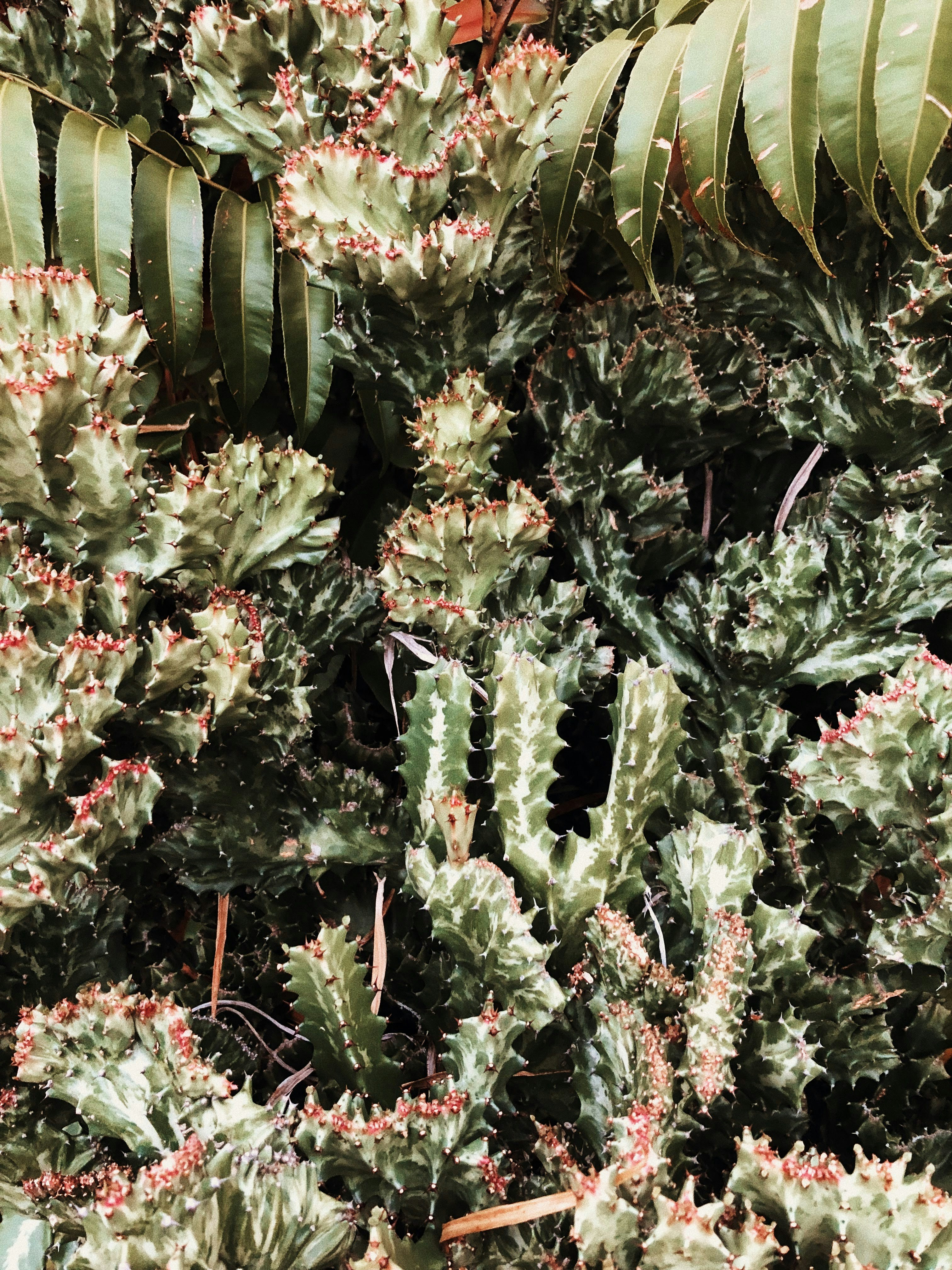 Verdant Thorns: Close-Up of Succulent Foliage