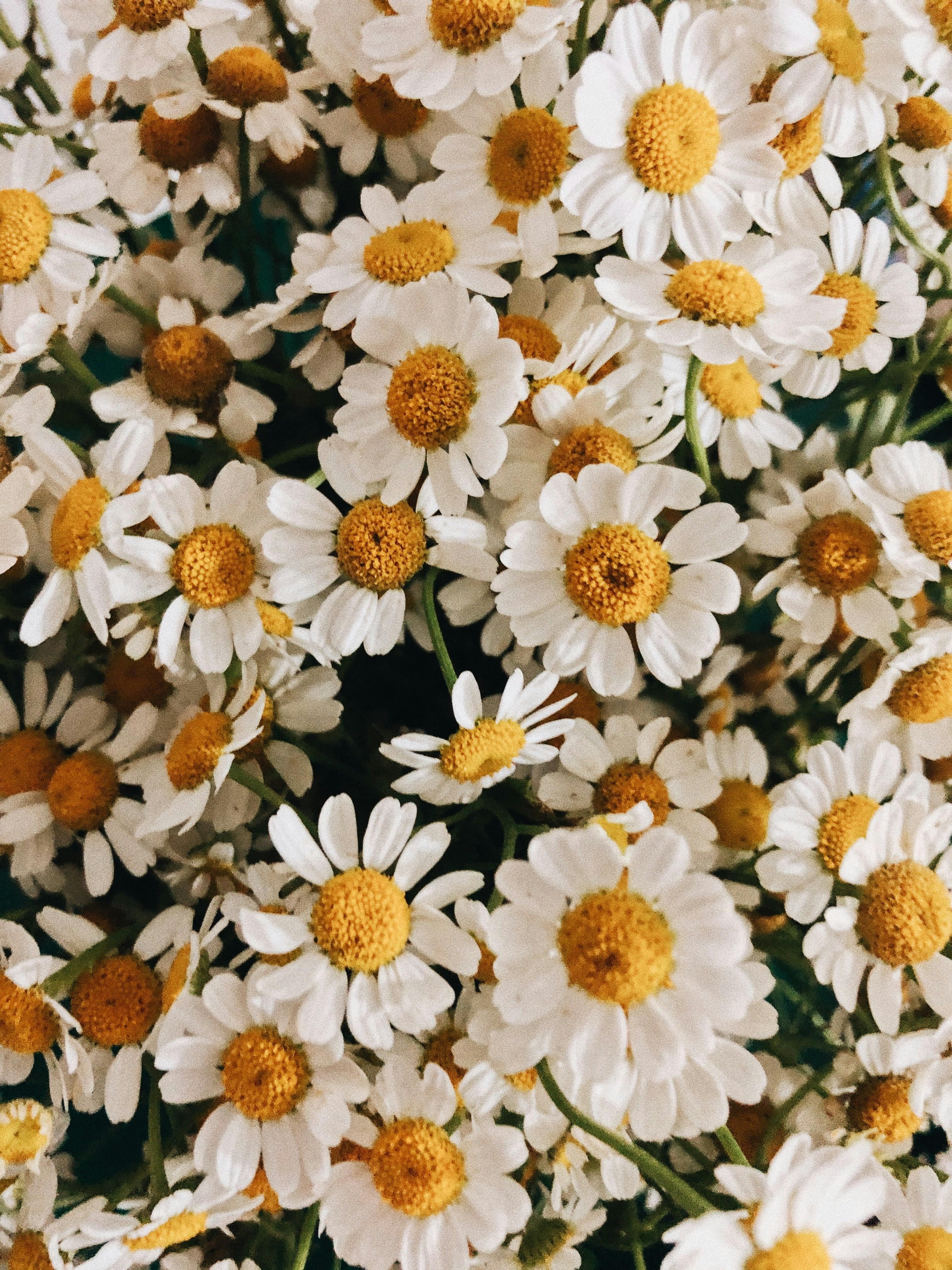 Close-up of countless white daisies with bright yellow centers filling the frame.