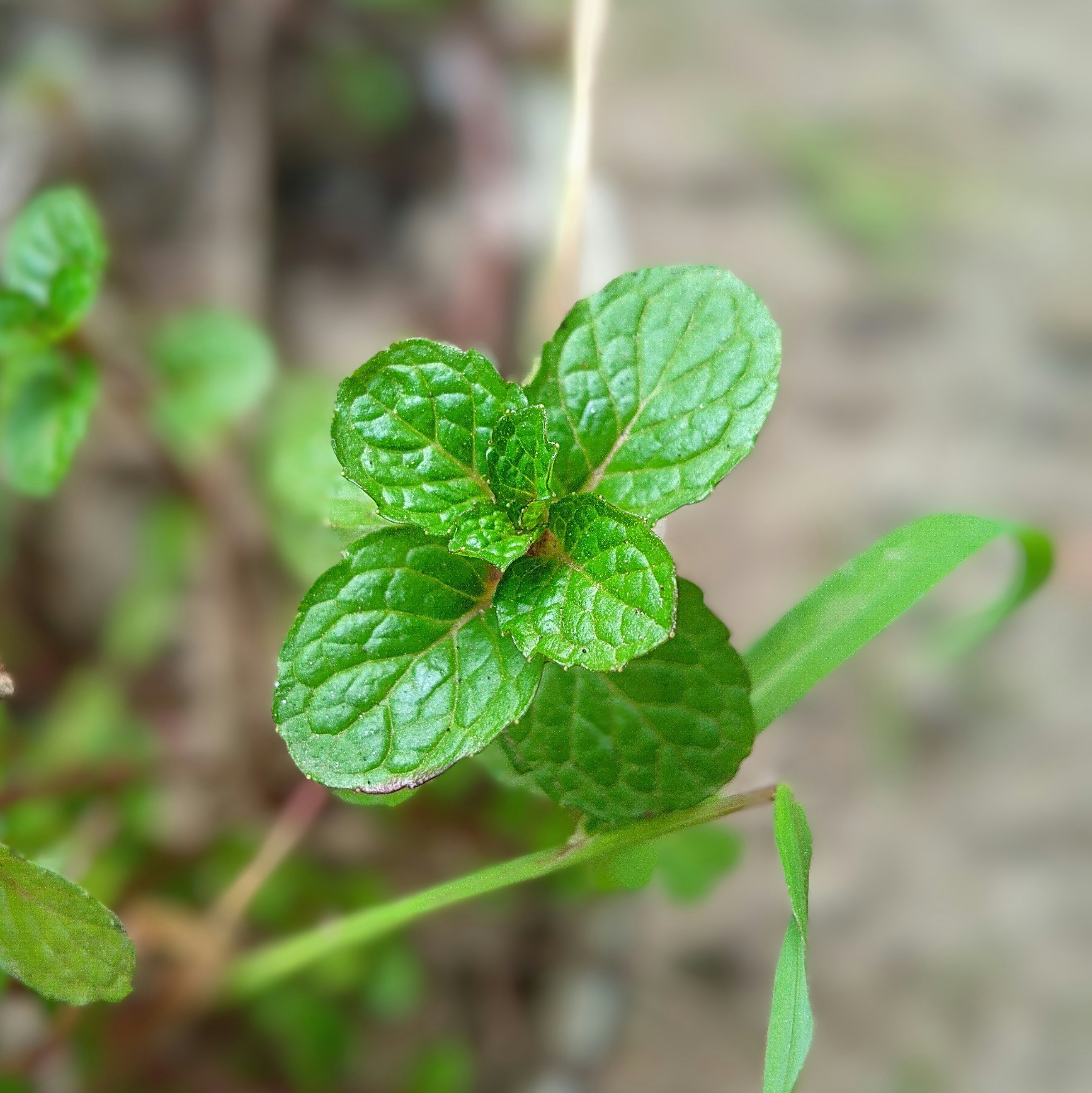 Minty Sprout in Close-Up: Fresh Green Veins and Dew-kissed Leaves