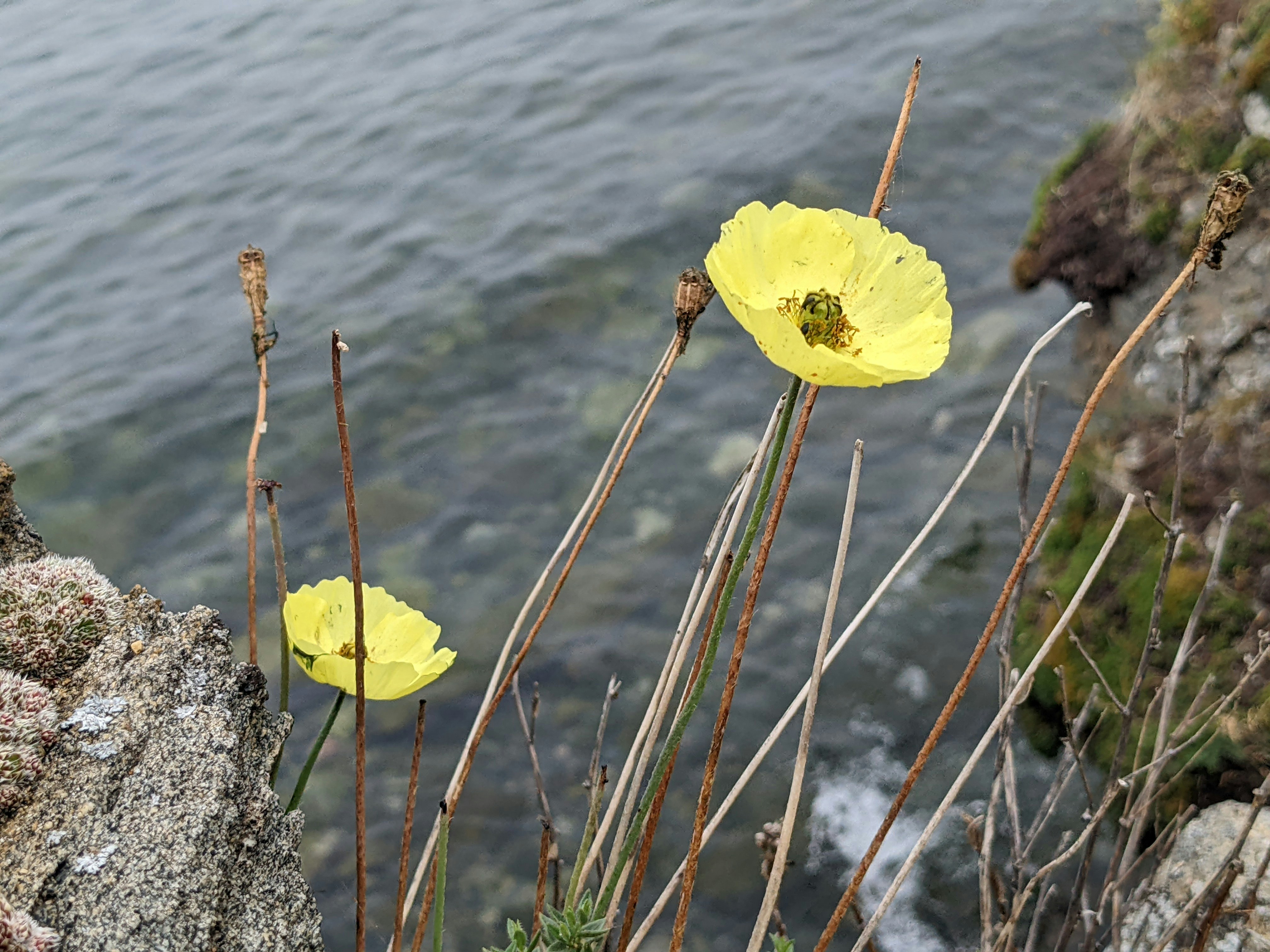 Yellow Poppies Guard the Cliff Over Quiet Sea
