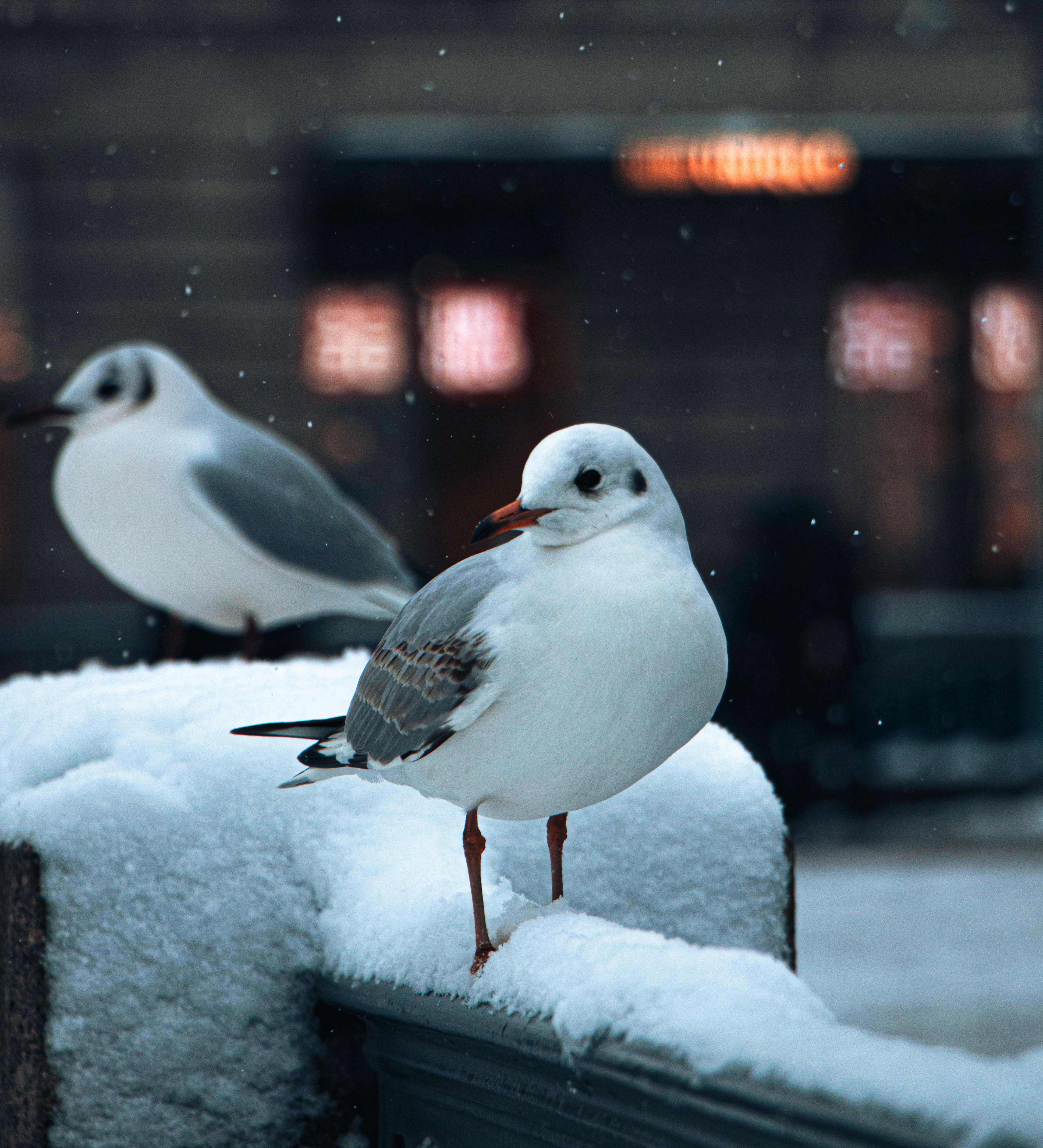 Snowbound Sentinel: Seagull Perched on Frosted Rail Amid City Lights