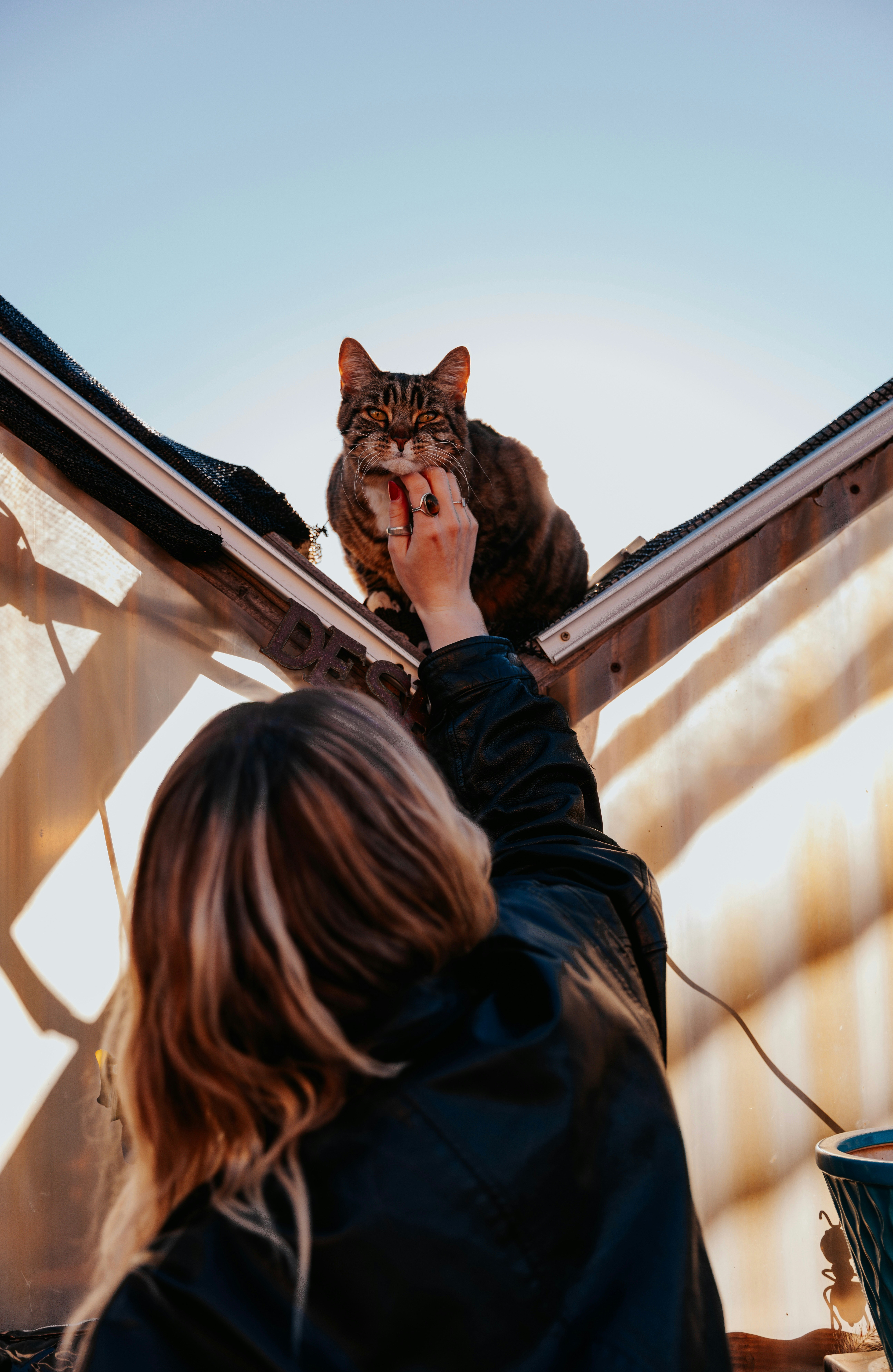 Cat at the Rim: A Caregiver's Reach Under Sunlit Sky