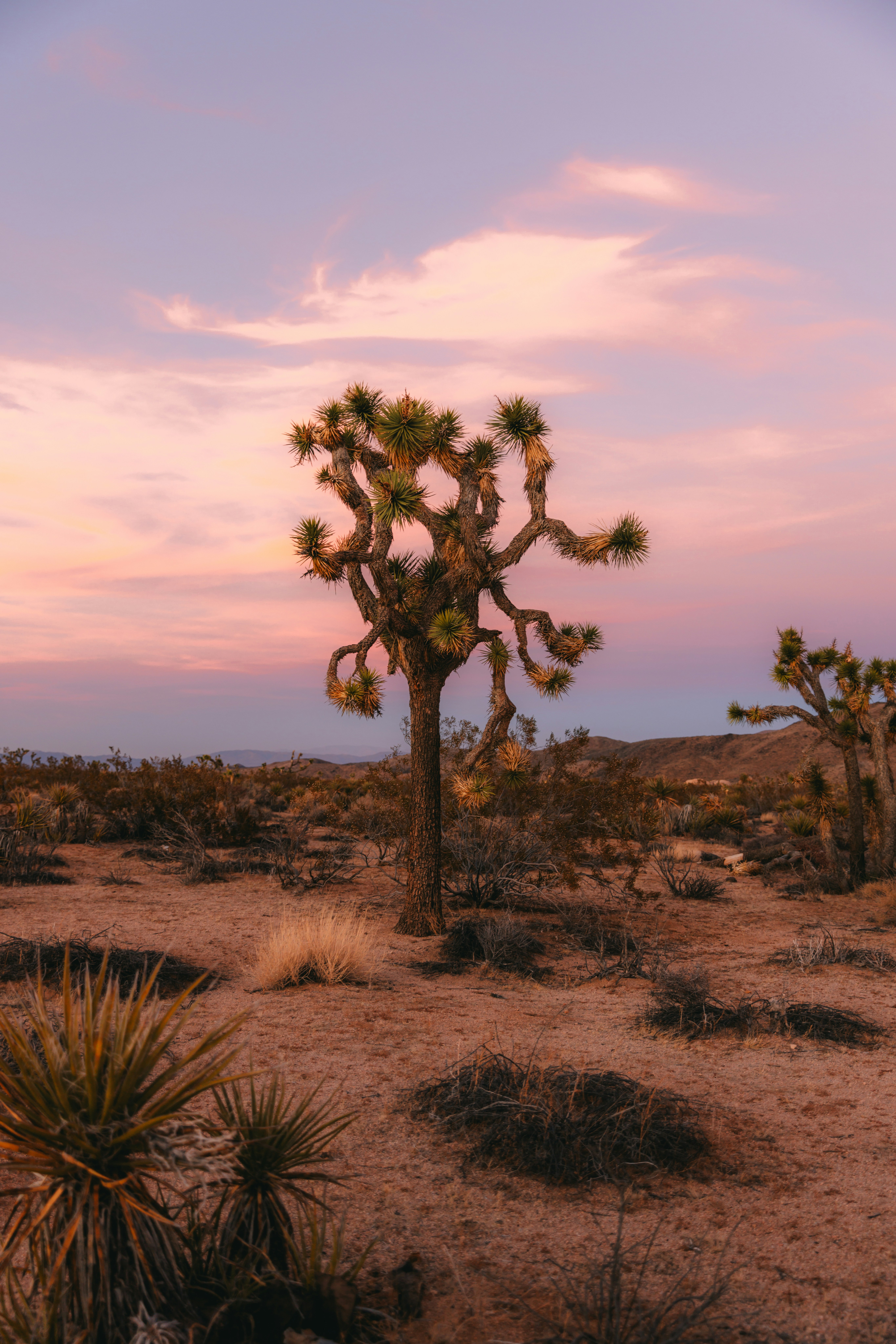 A large cactus tree in the middle of a desert photo – Free Plant Image ...