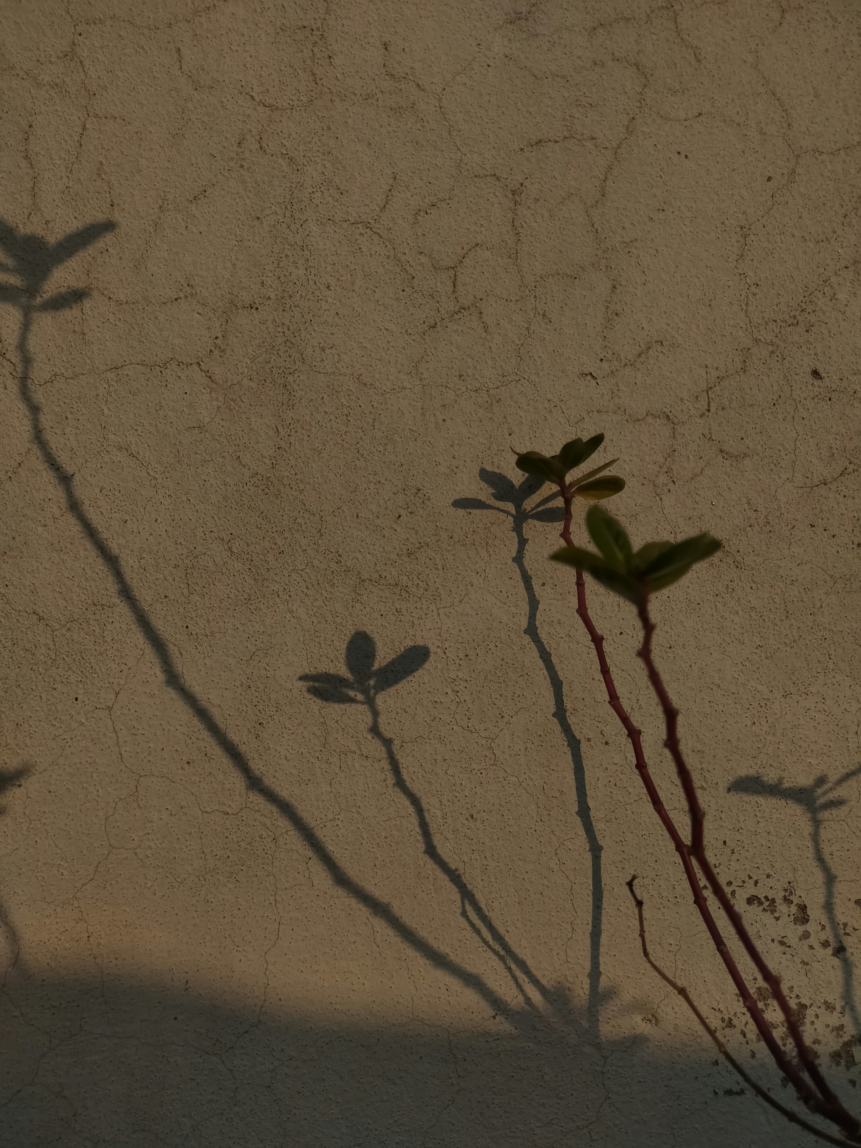 a plant casts a shadow on a wall