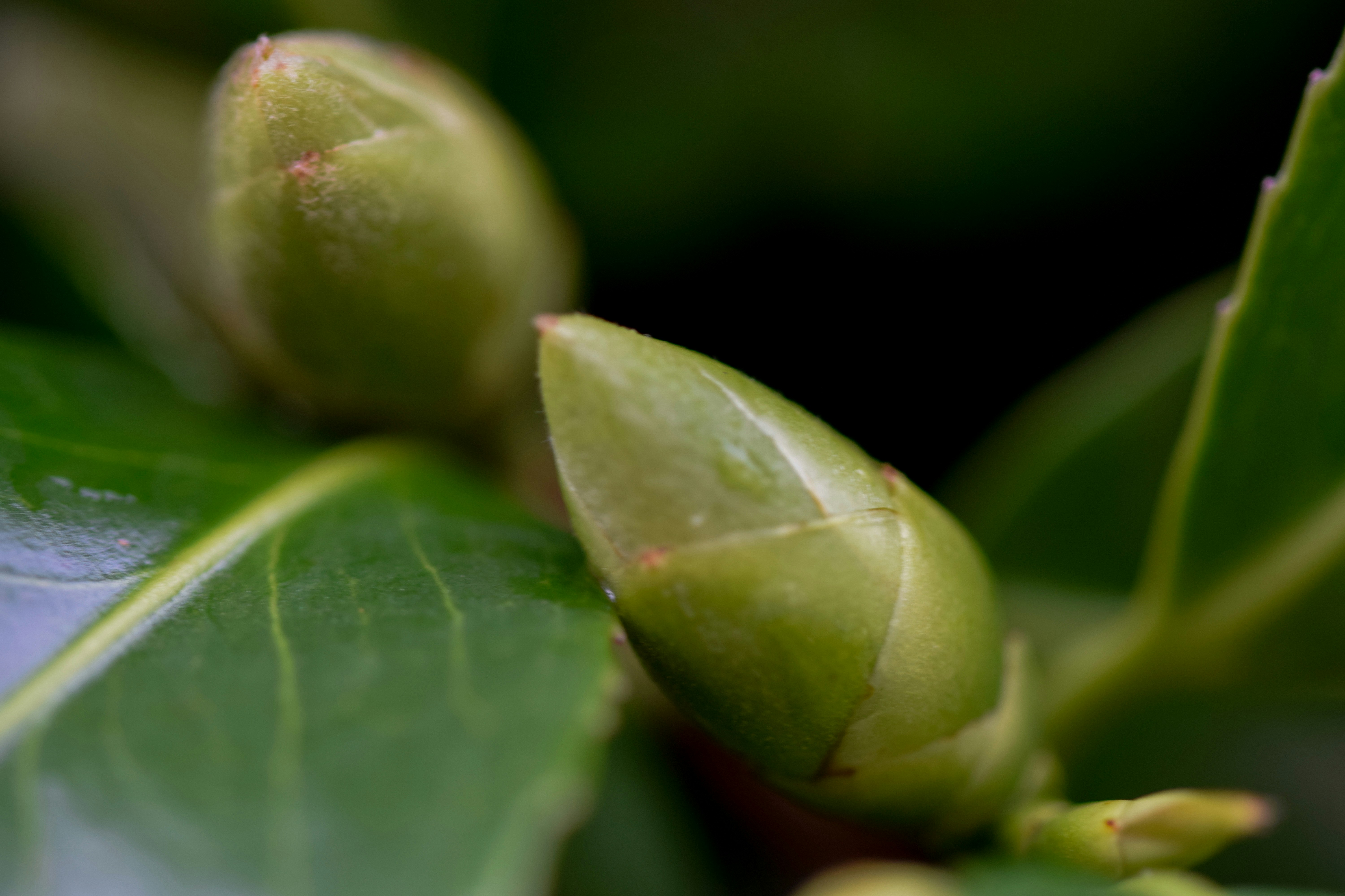 Close-Up of Buds: Green Magnolia in Quiet Focus
