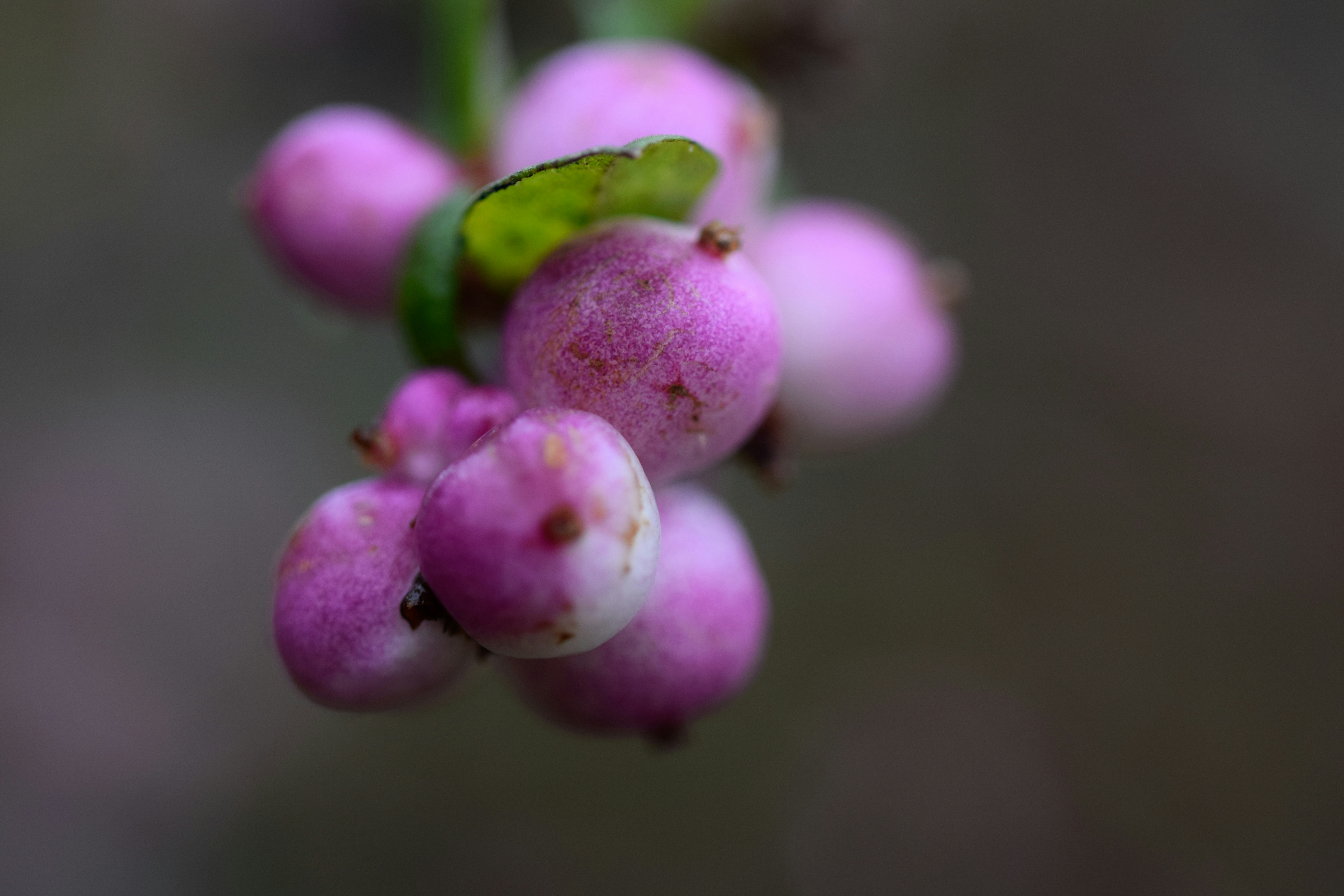 A close up of a bunch of berries on a tree photo – Free Food Image on ...