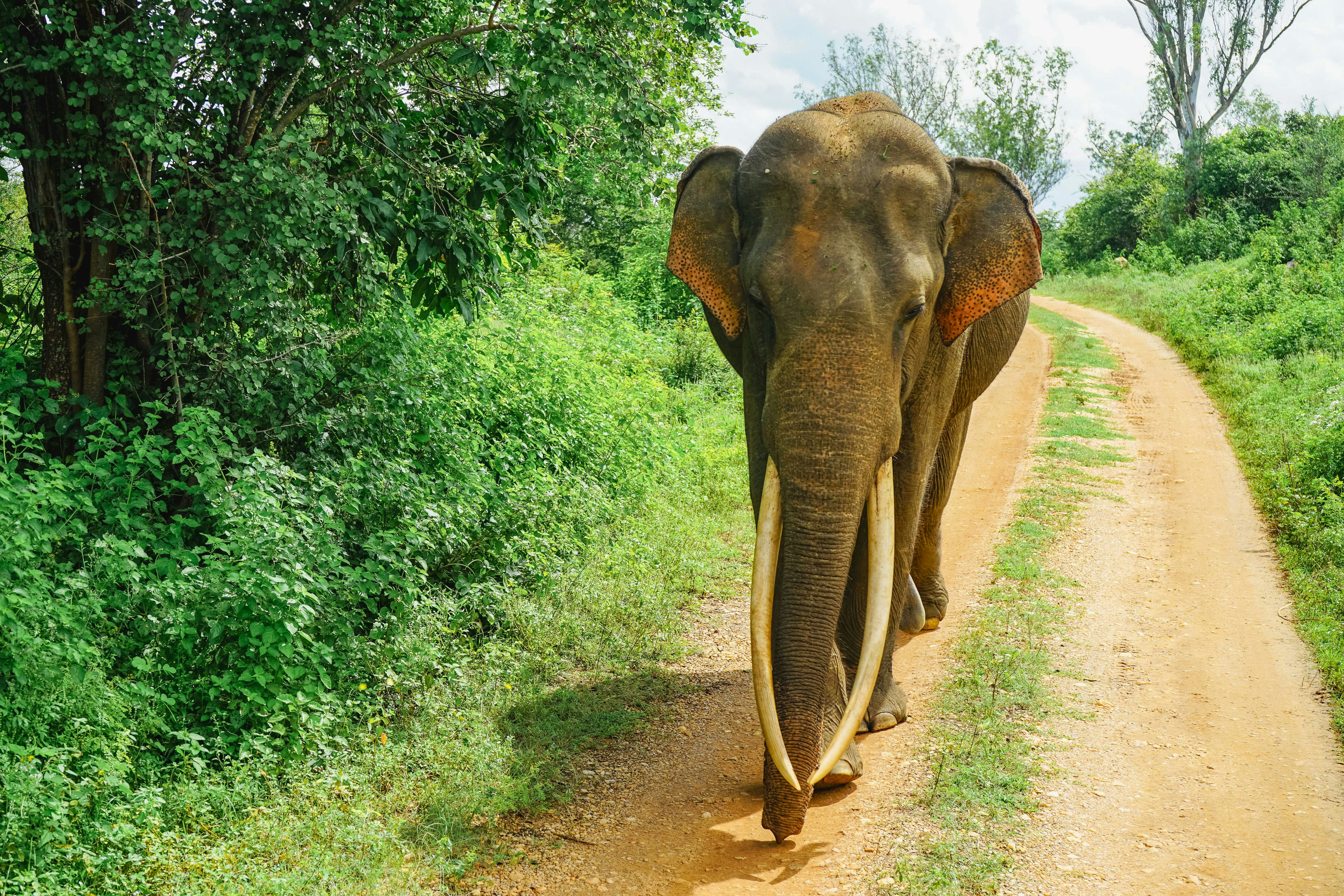 A large elephant walking down a dirt road photo – Free Udawalawe ...