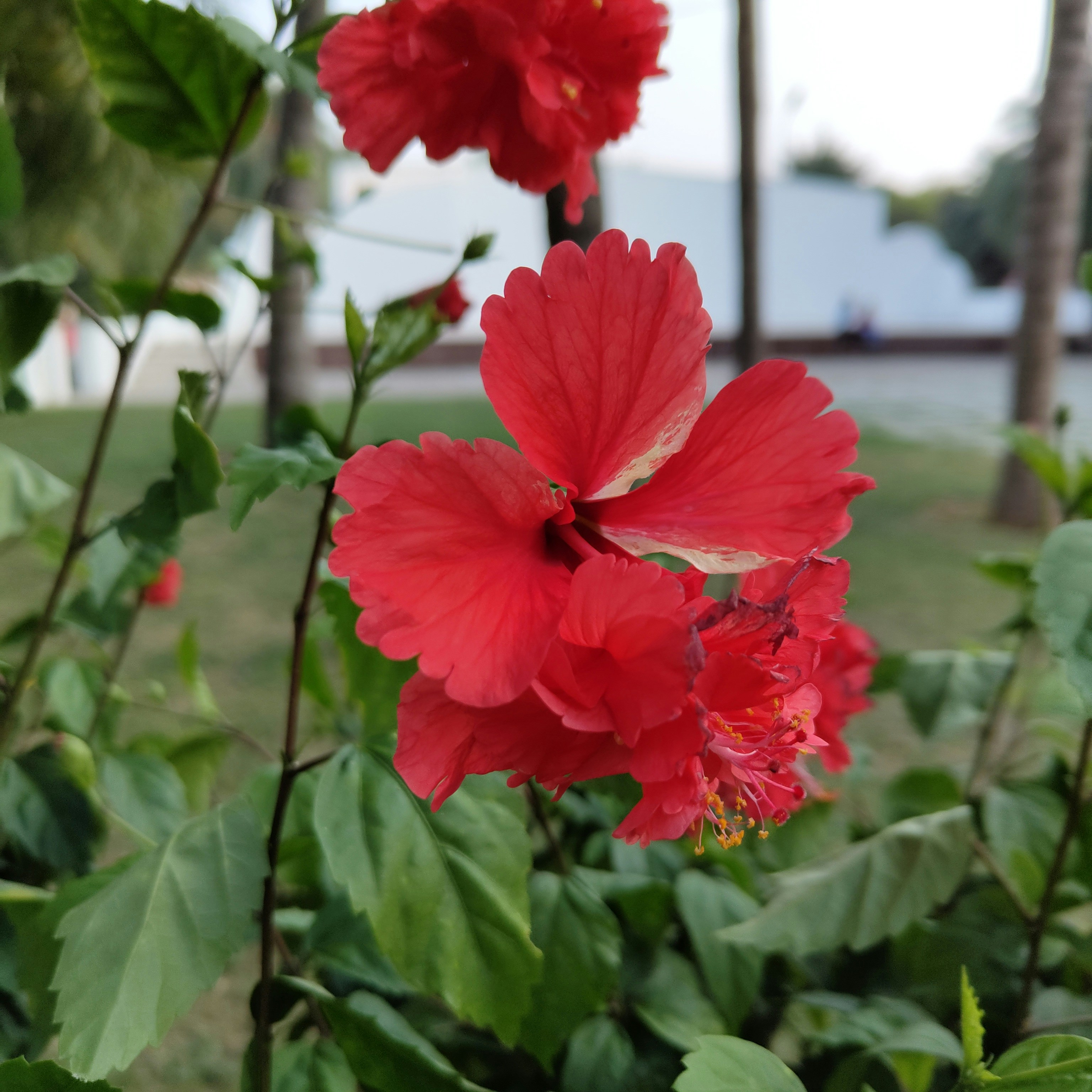 Bright red hibiscus flowers stand out against a blurred green background, showcasing nature's vivid palette.