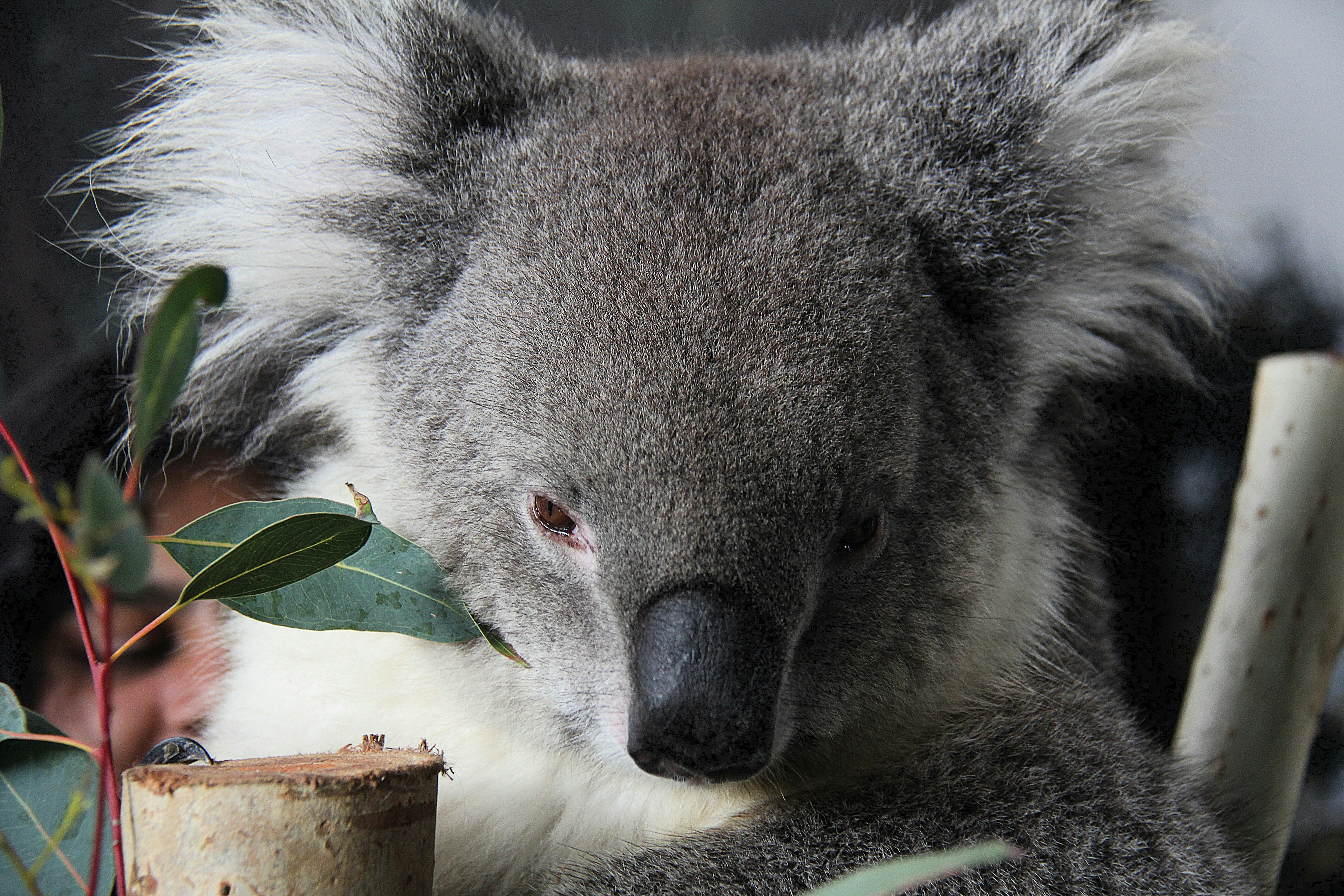 Koala Close-Up: Quiet Gaze Among Eucalyptus Fragments