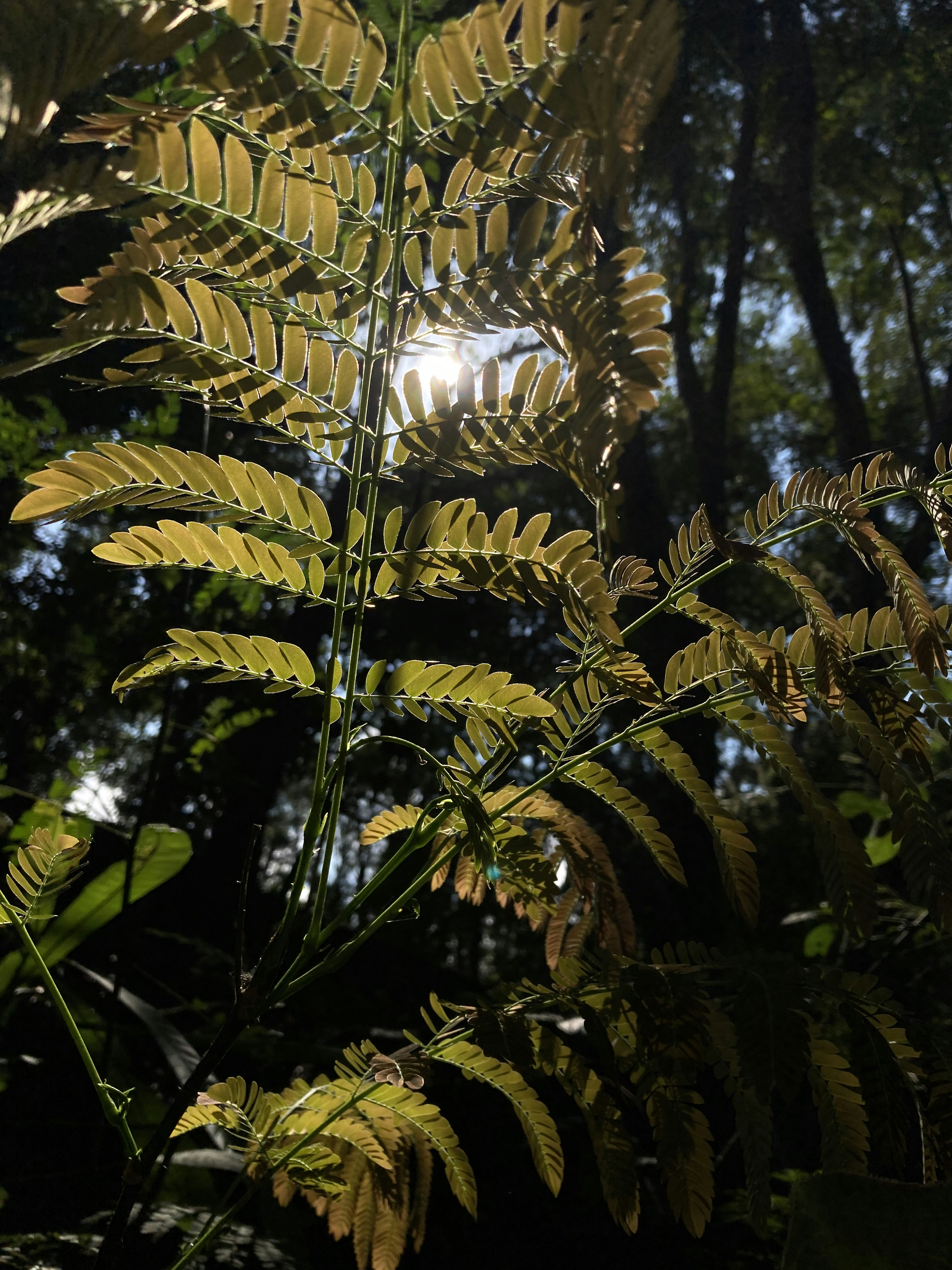Fern leaves illuminated by sunlight with a forest backdrop.