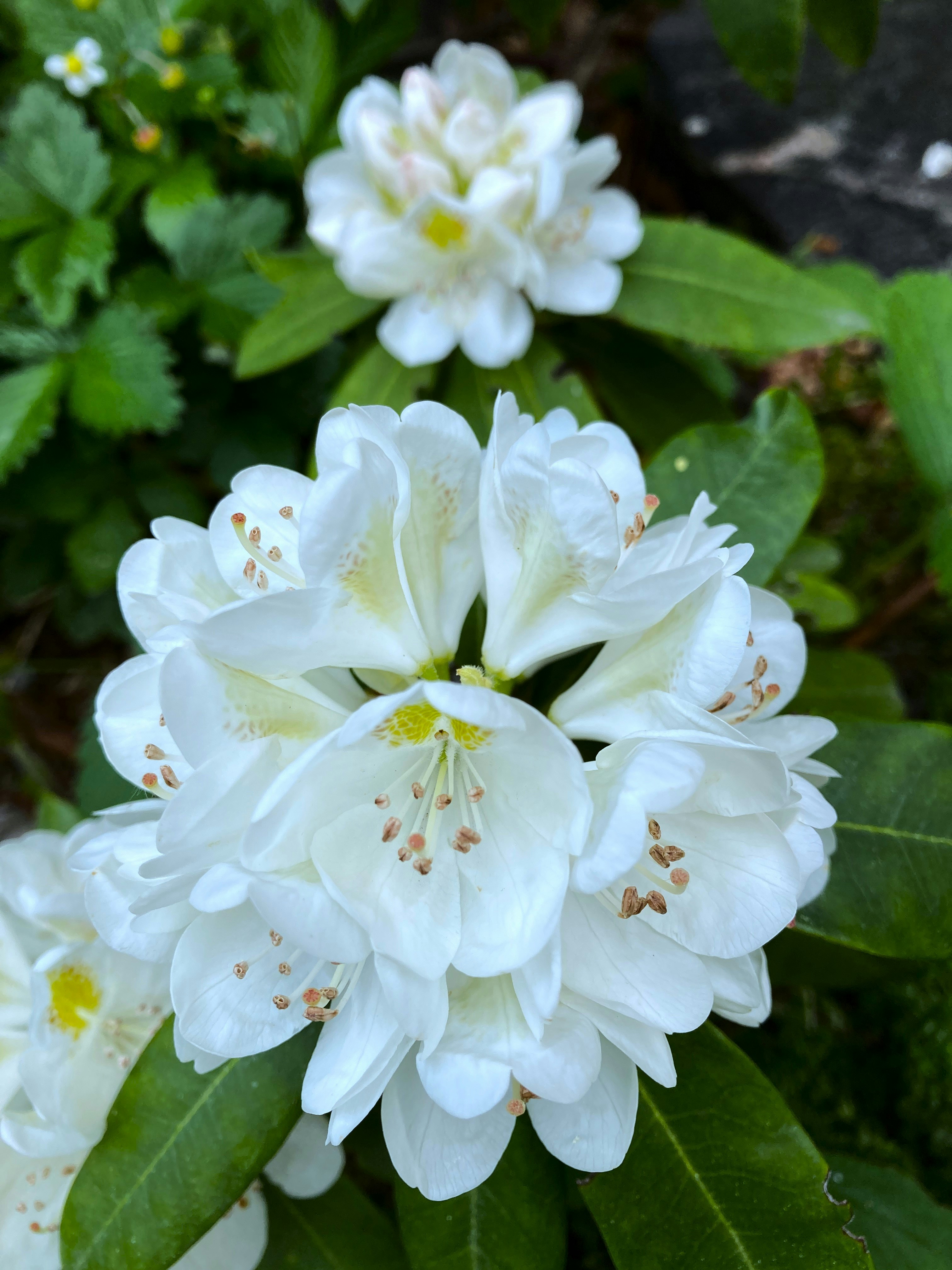 Snow-White Rhododendron Clusters: A Macro Portrait in Green