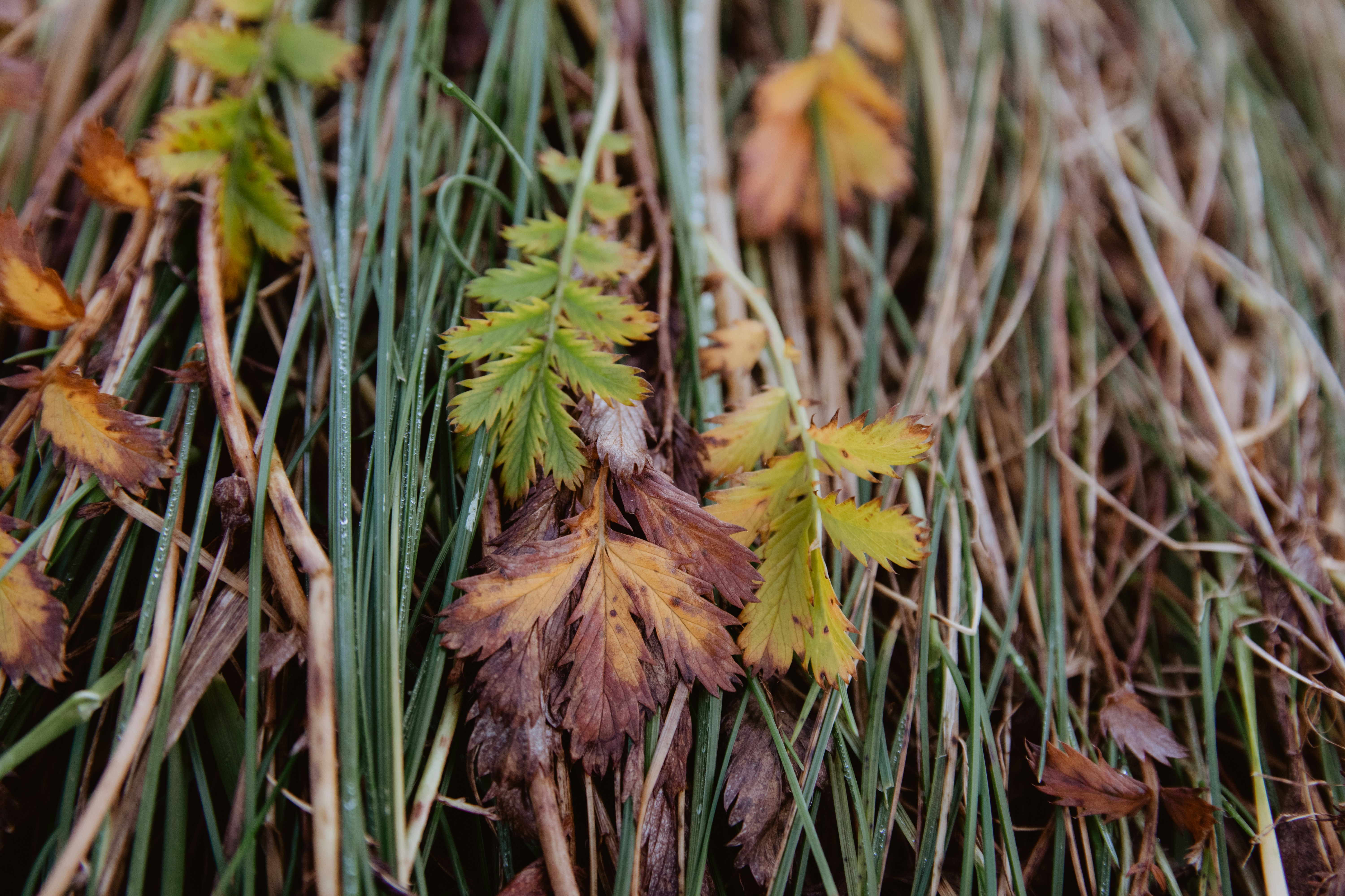 Autumn Leaf Centerpiece among Quiet Grass