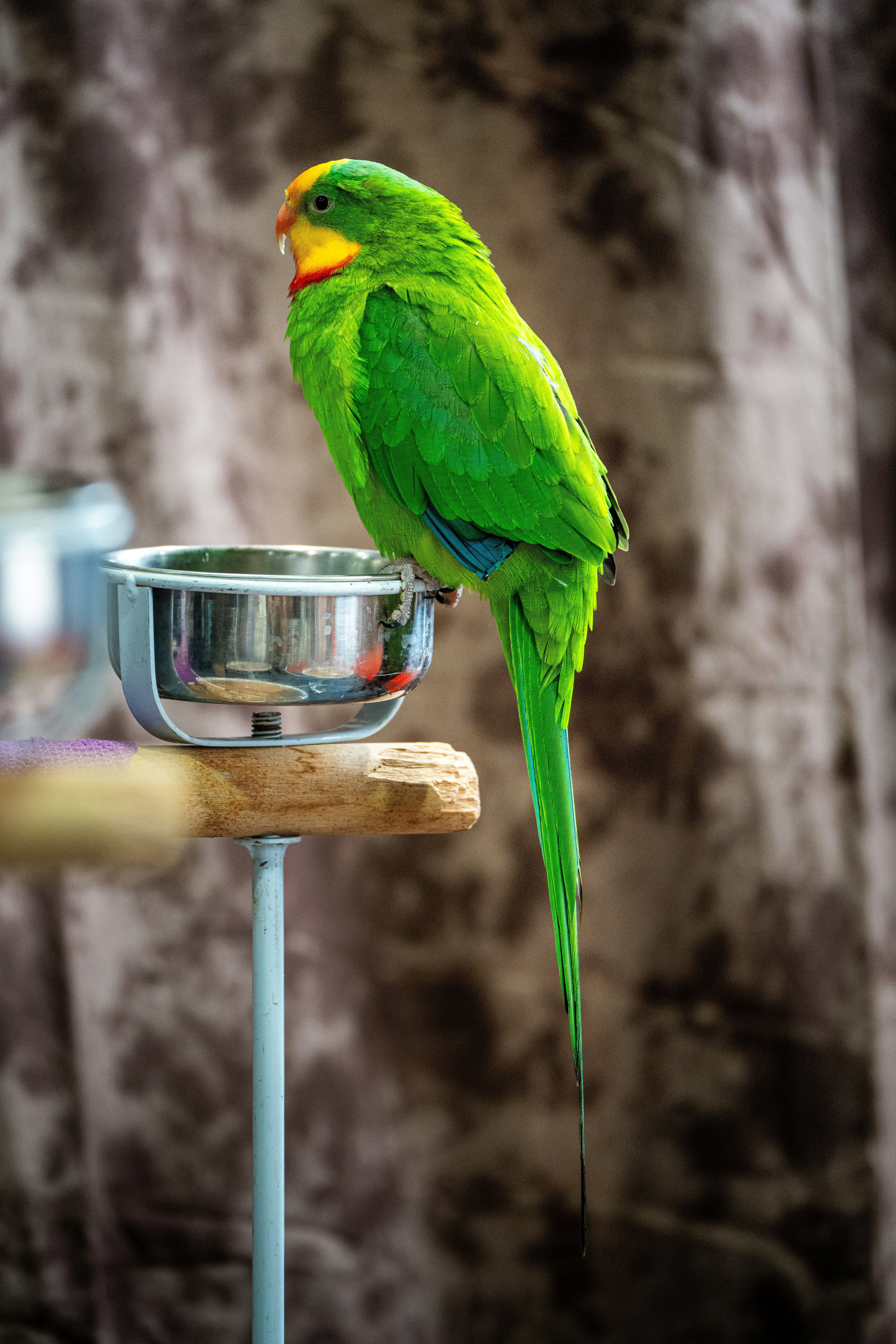 Emerald Parrot by the Stainless Bowl: Portrait in a Quiet Aviary