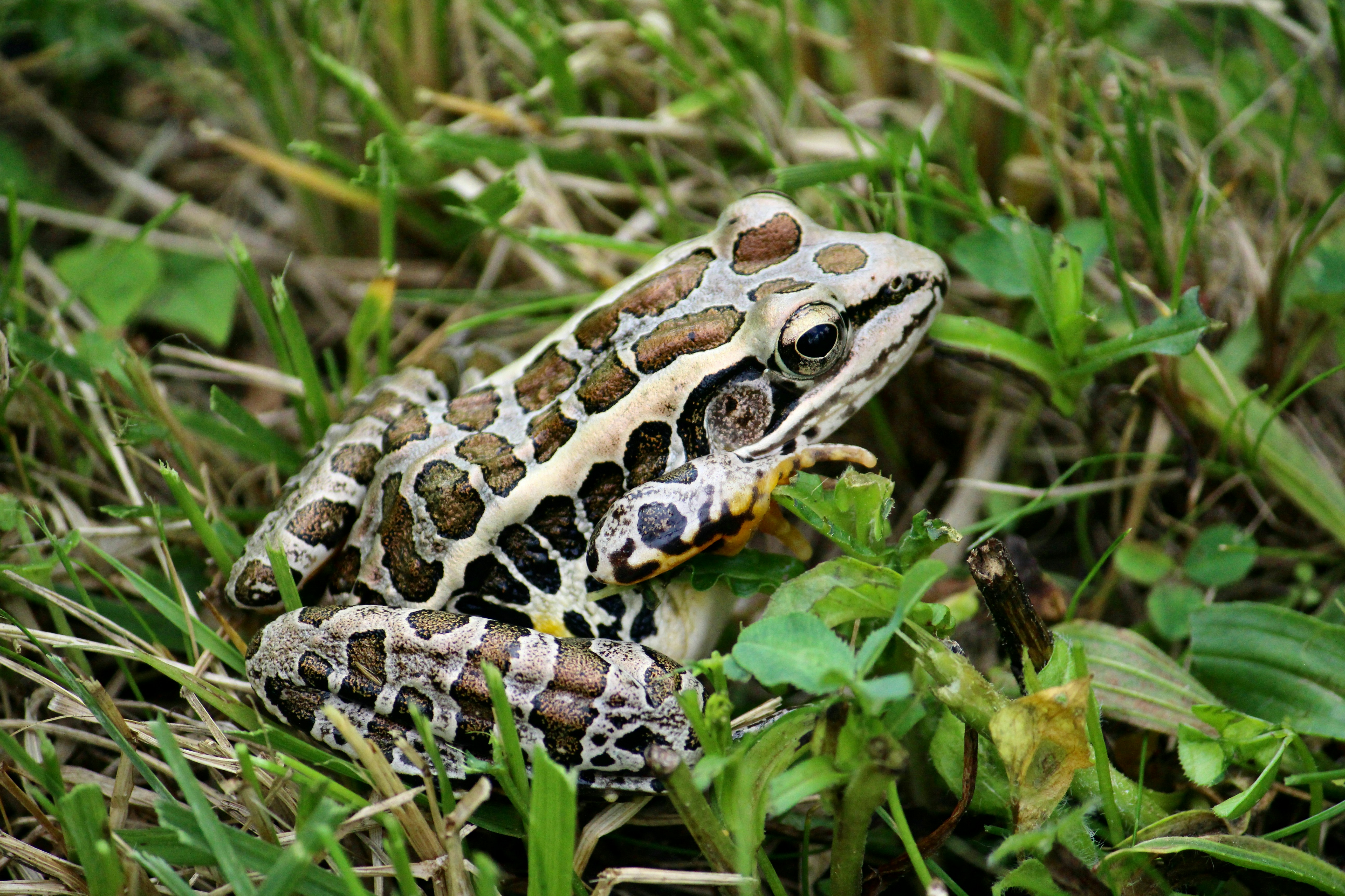 Leopard-patterned frog paused in a sunlit tangle of grass
