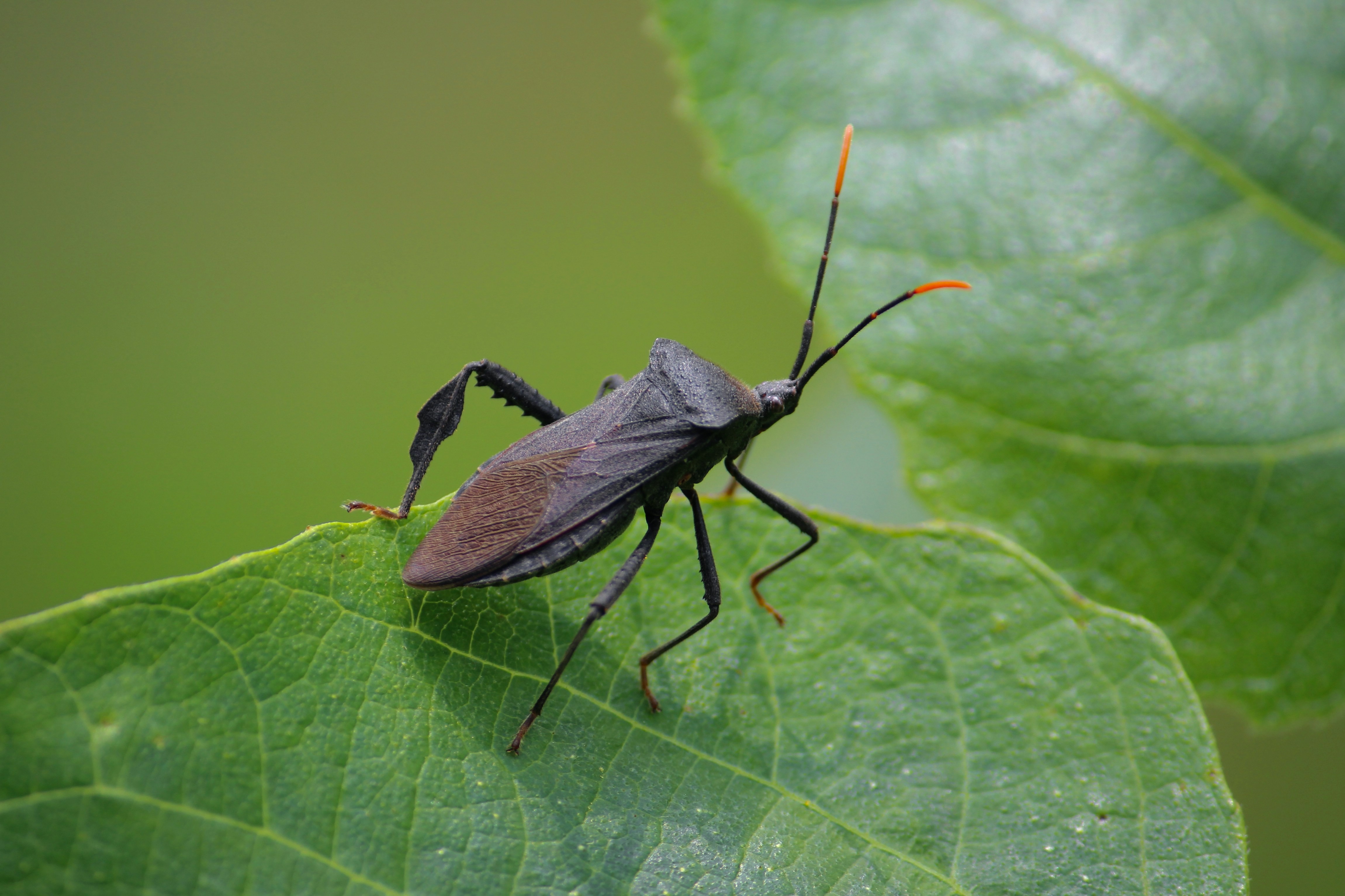 Orange-Antennae Scout on a Veined Green Leaf