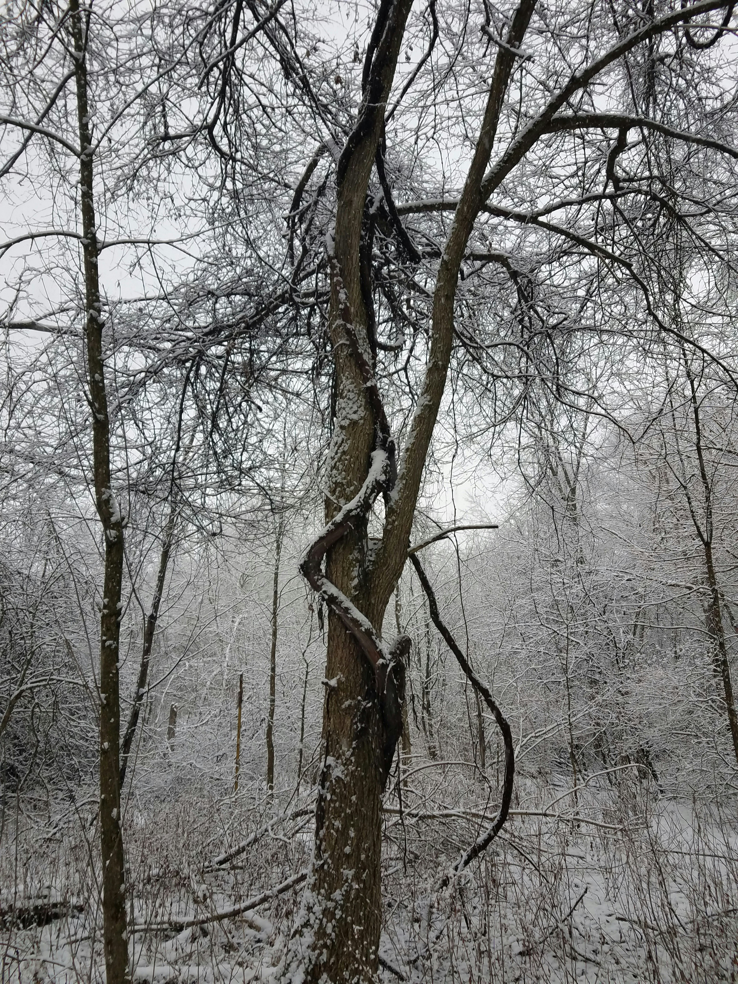 Nature's Twisted Embrace