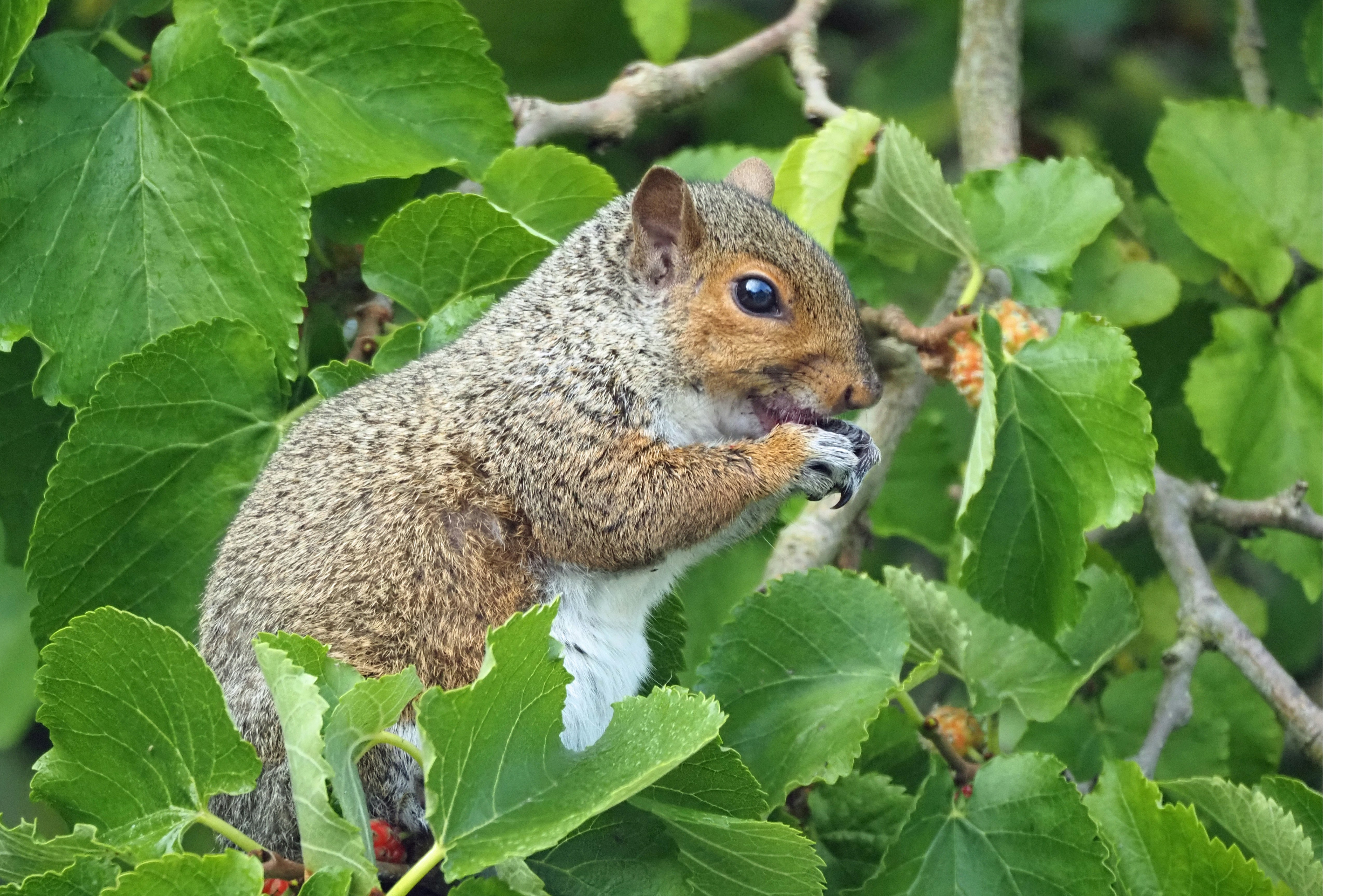 Verdant Pause: A Squirrel Nourishes Amid Dense Foliage