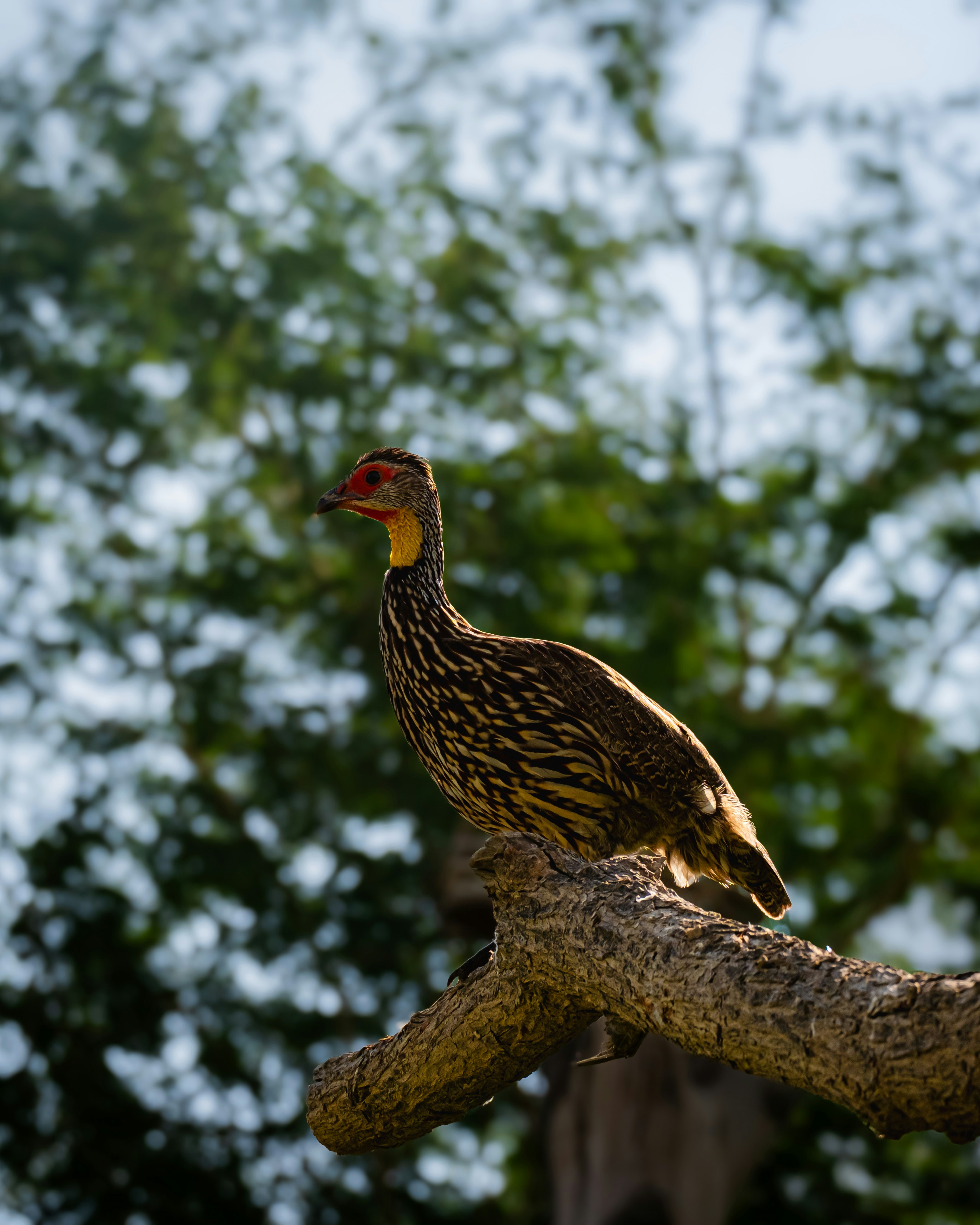 Perched Portrait: Striped Guineafowl in Sunlit Silhouette