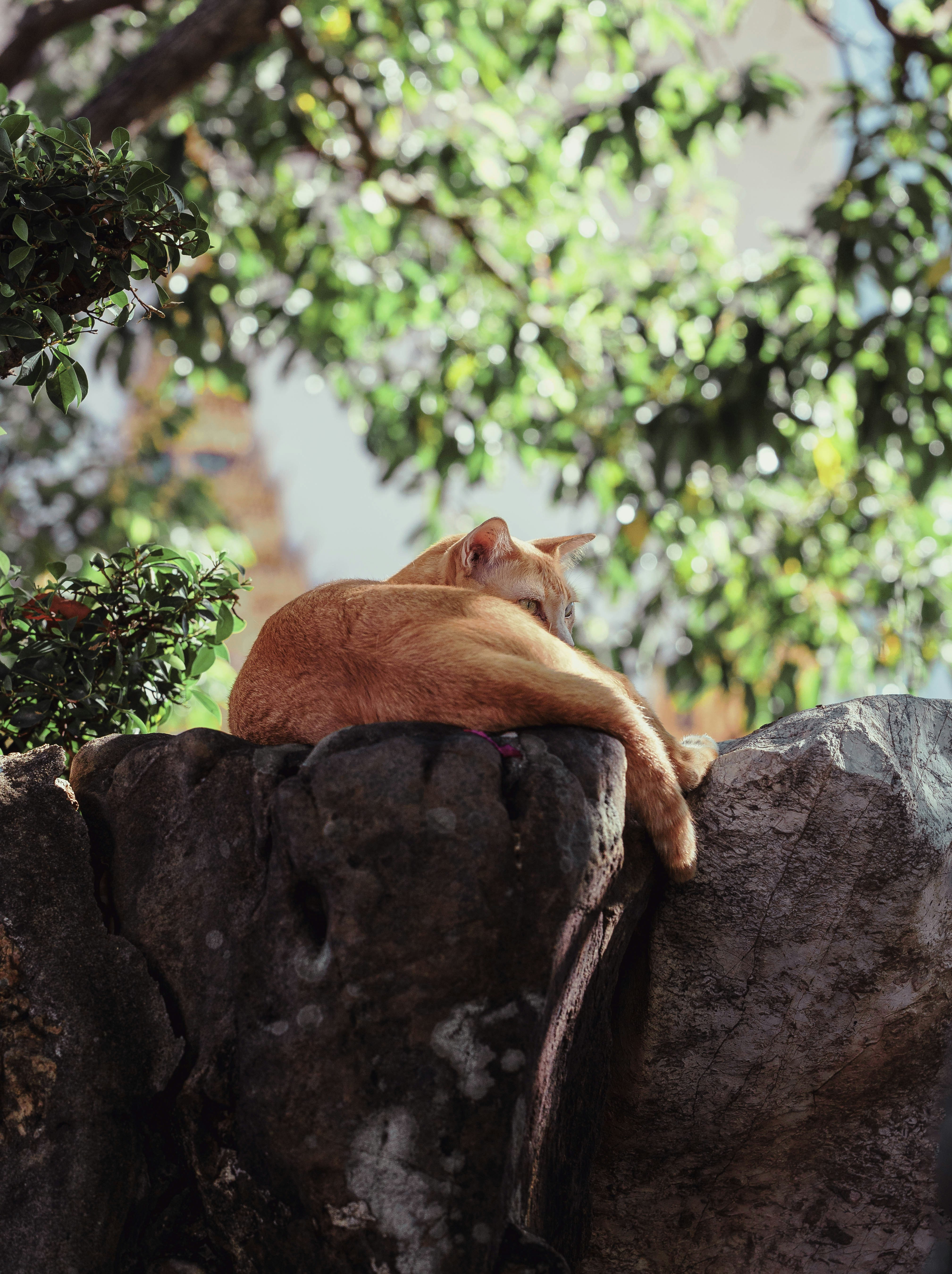 Sun-Warmed Ginger Cat Lounges Across a Garden Rock