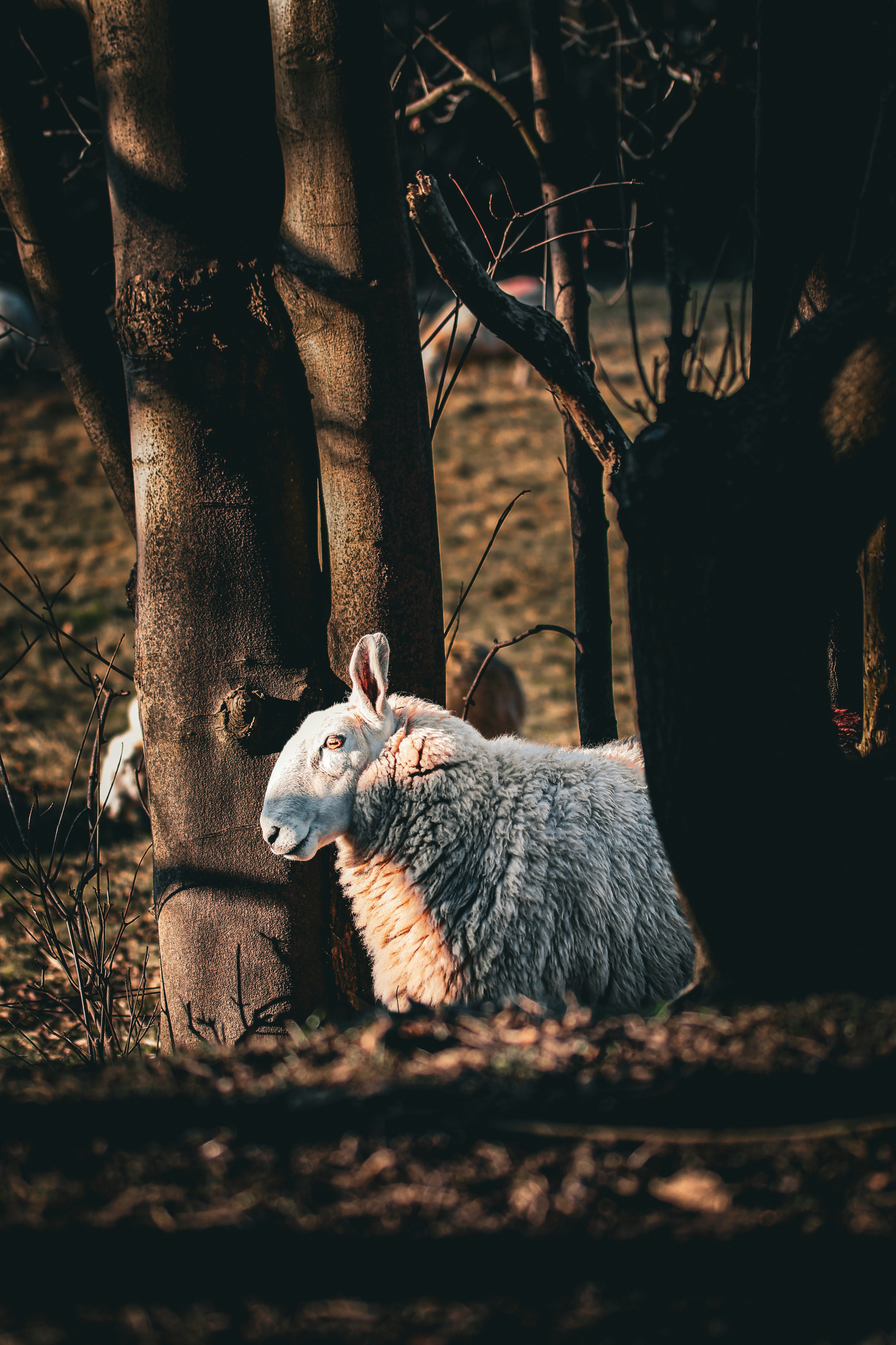 Sunlit Wool Between Dark Timber: A Sheep Pauses in the Forest Shade