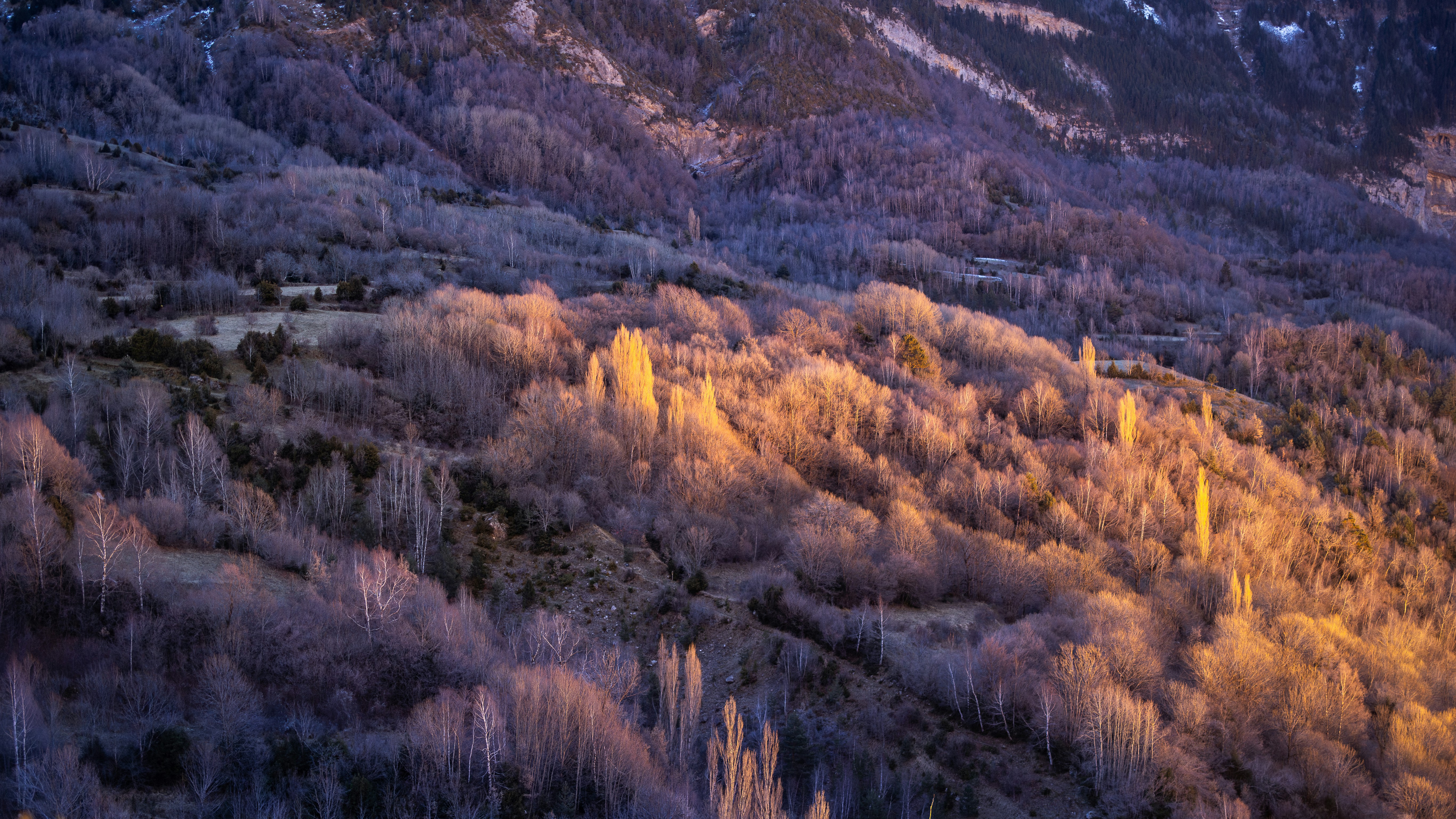 Ember-Gold Slopes: Alpine Forest at Dusk