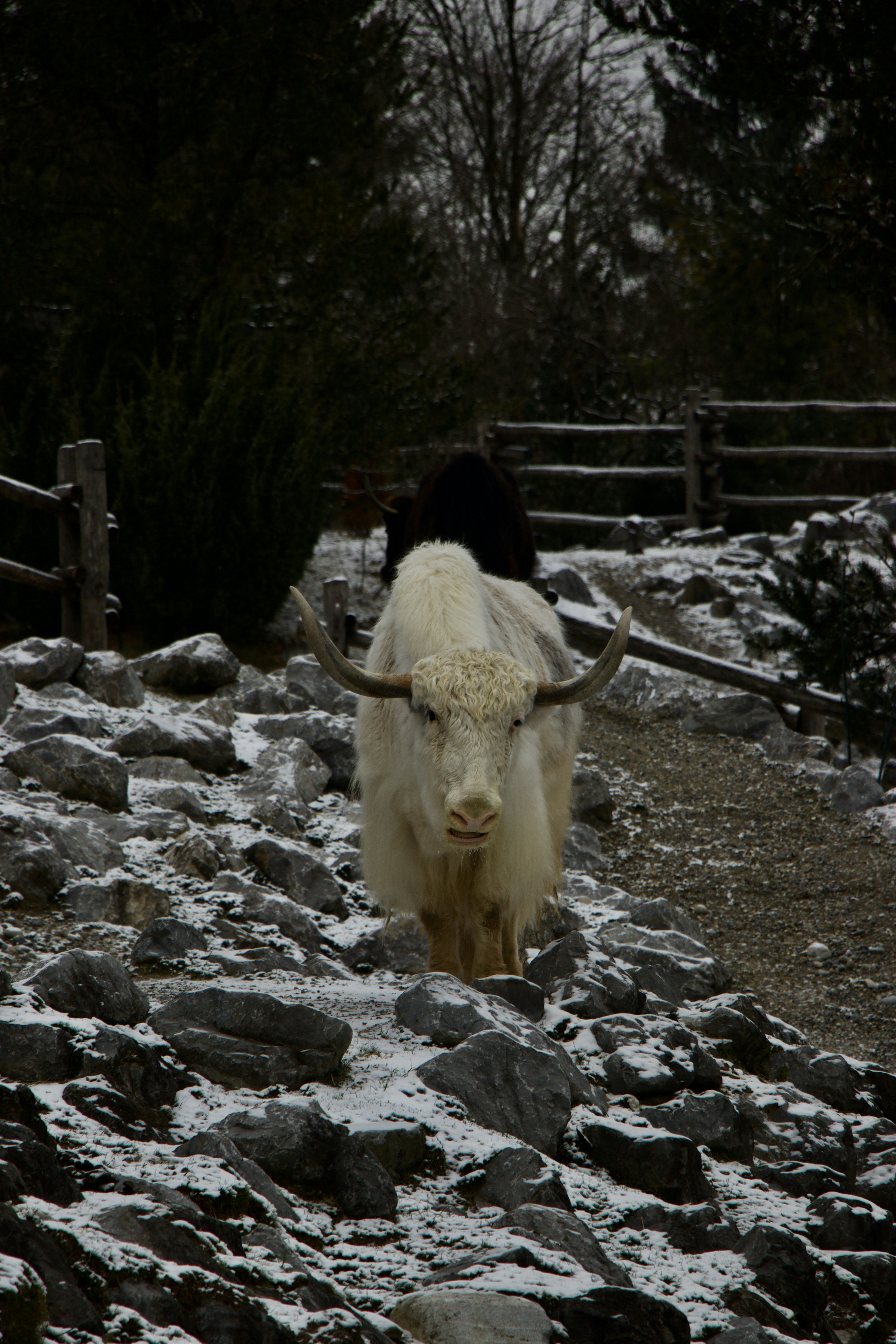 A yak walking through a rocky area with trees in the background photo ...