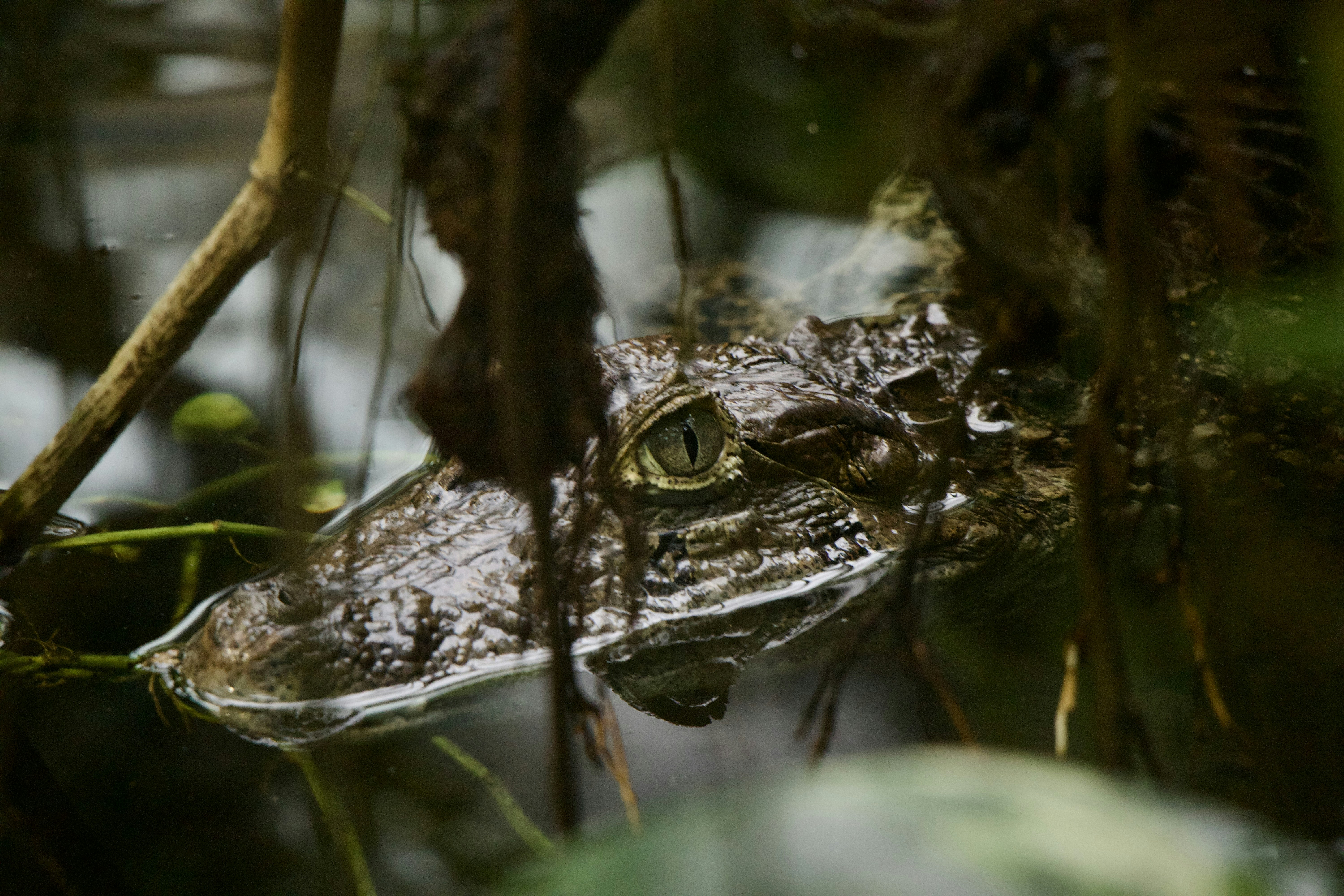 Caiman Pictures | Download Free Images on Unsplash