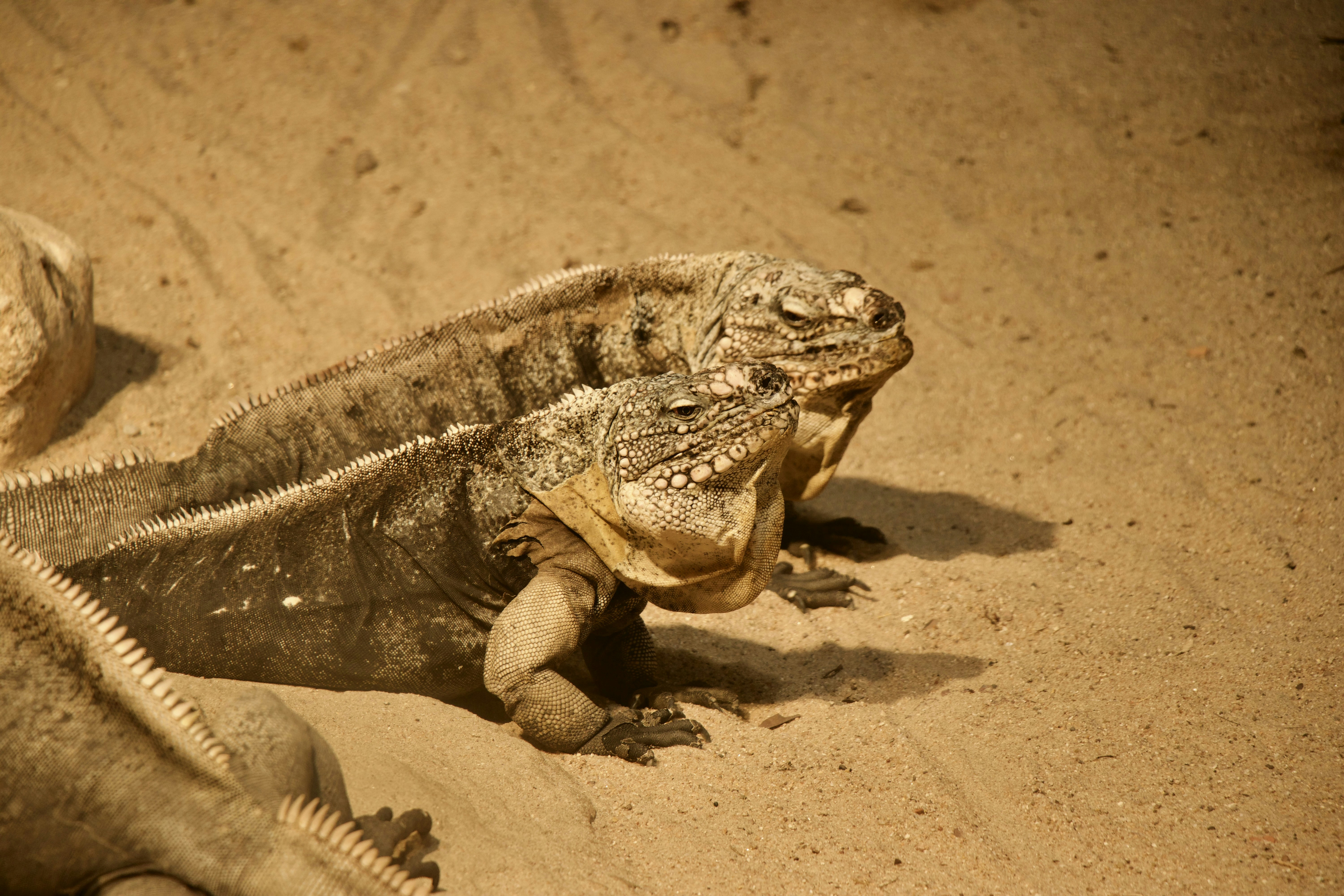Desert-adapted lizards guard the sandy heat with sunlit, armored profiles