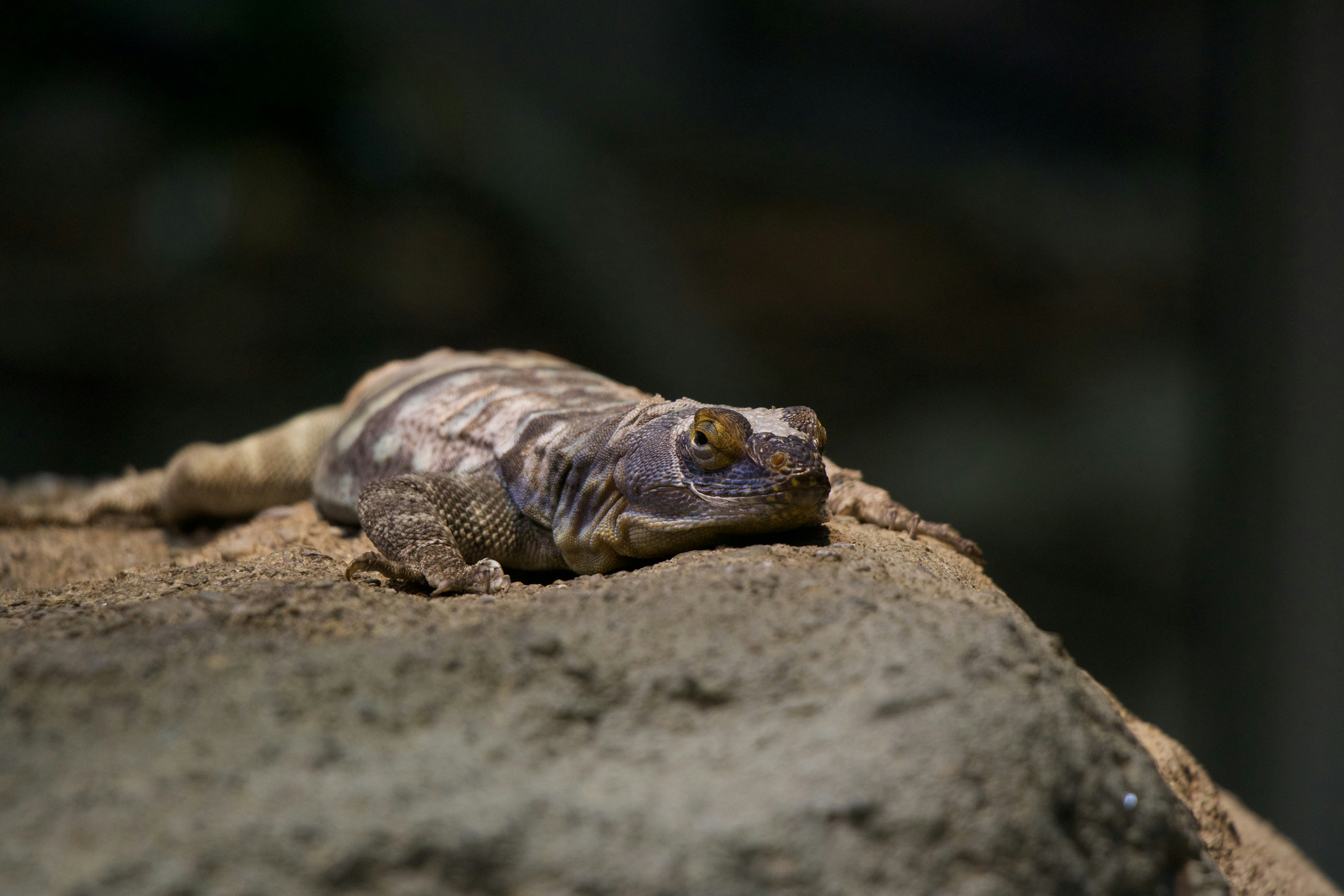 Rugged Lizard on a Sunlit Rock, Framed by Velvet Blur