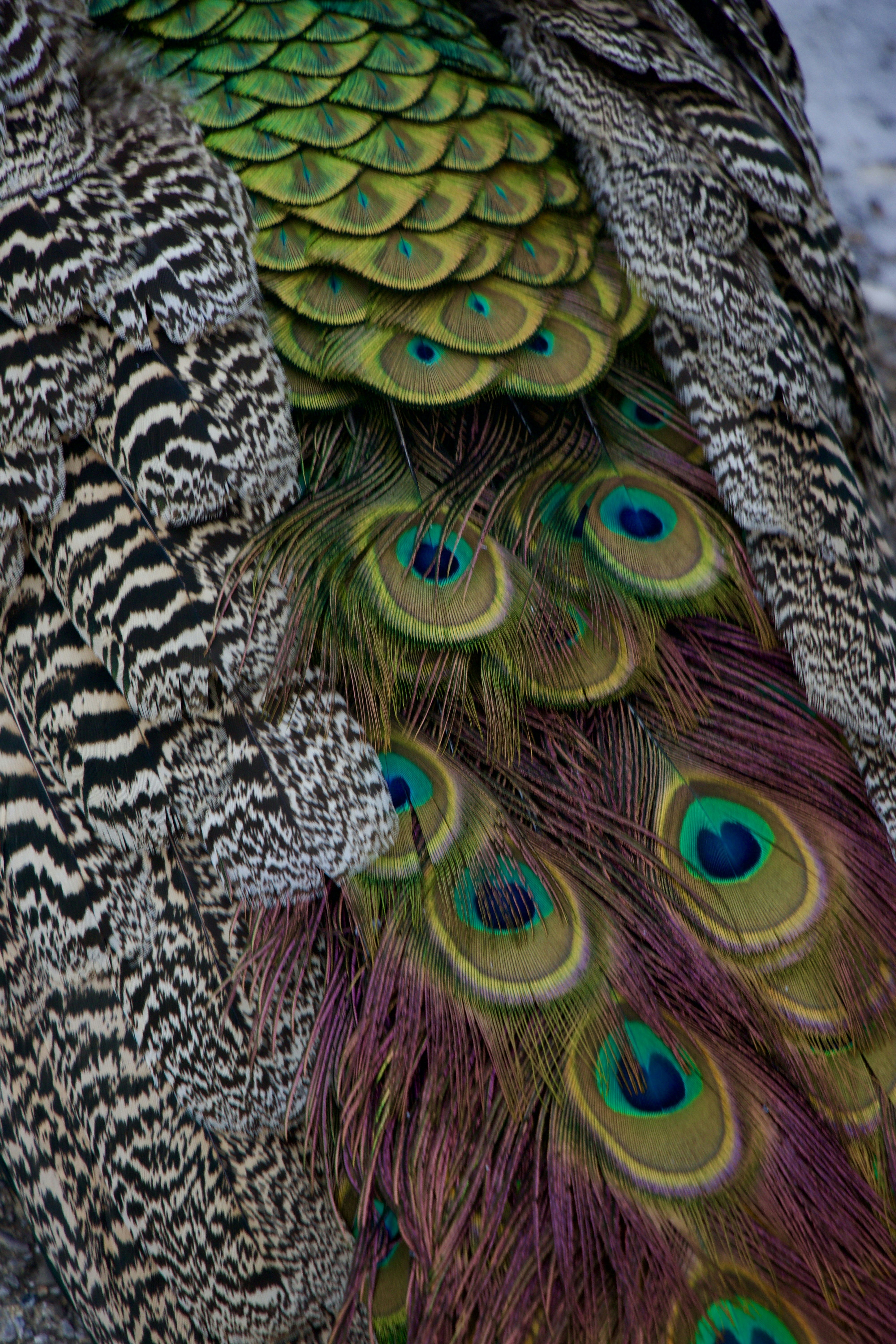 a group of peacocks with their feathers spread out