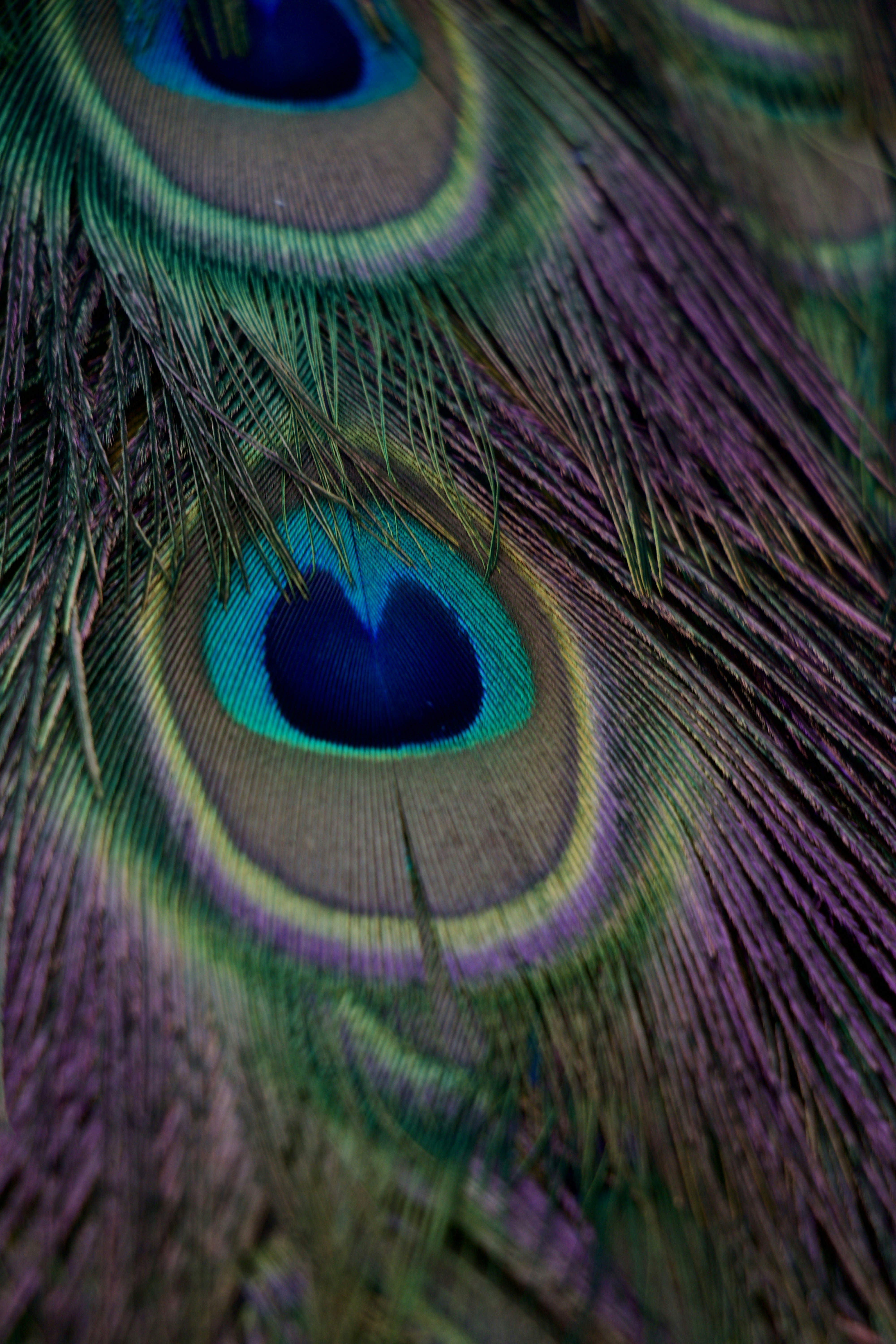 Nature's Intricate Palette: The Art of Peacock Feathers