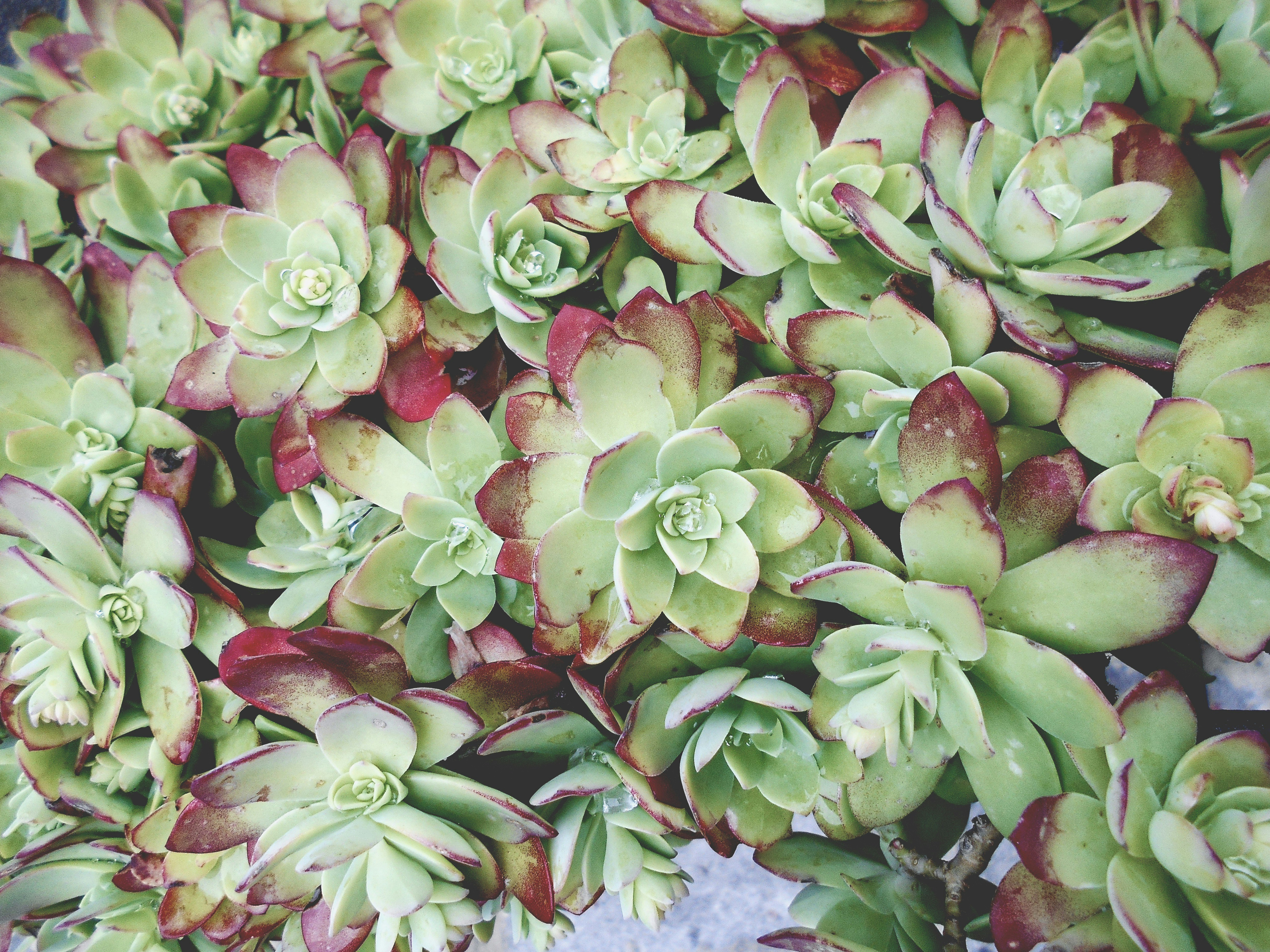 Close-up of dense echeveria rosettes with green hues and purple-tinged edges forming a textured carpet. This macro shot highlights natural symmetry and the geometric arrangement of the leaves.
