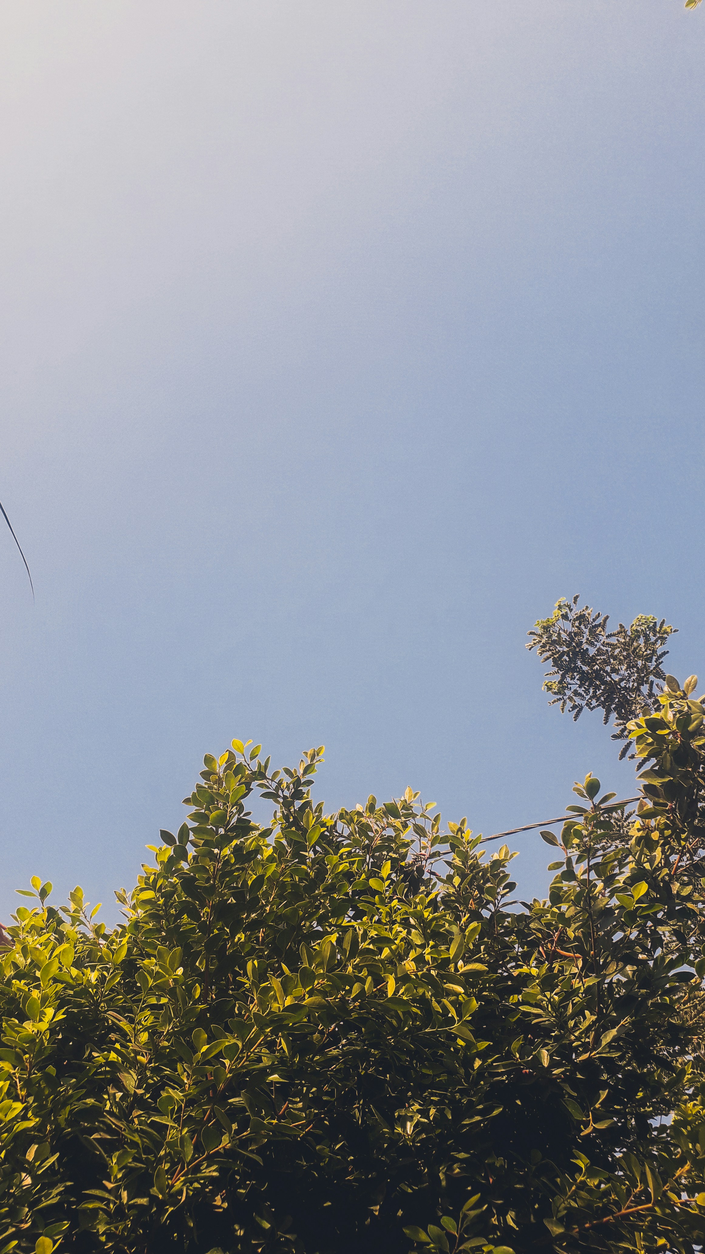 Clear blue sky above a dense green leafy canopy, with a thin branch visible on the left.
