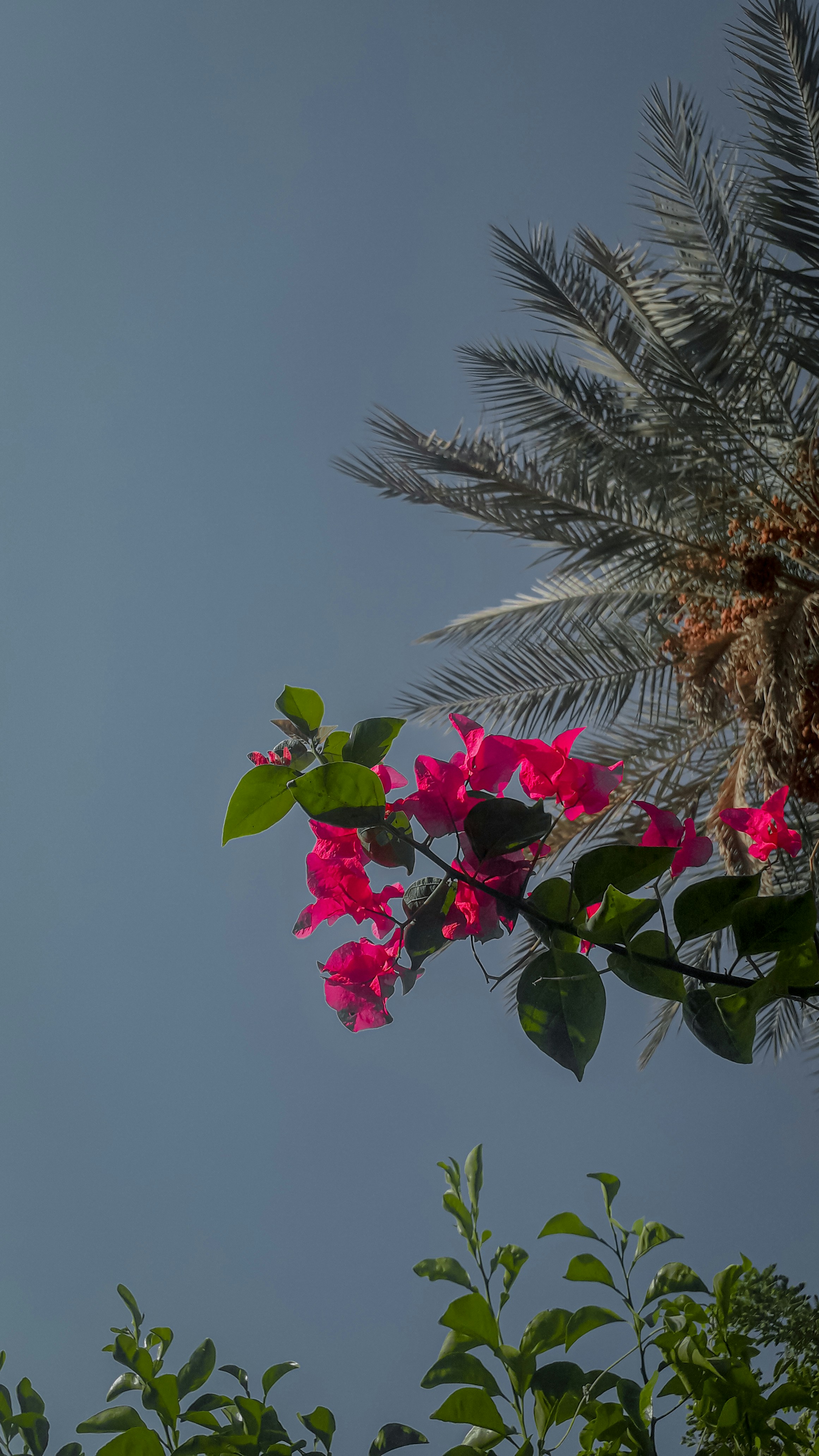Crimson Bougainvillea Against a Palm-Fringed Sky