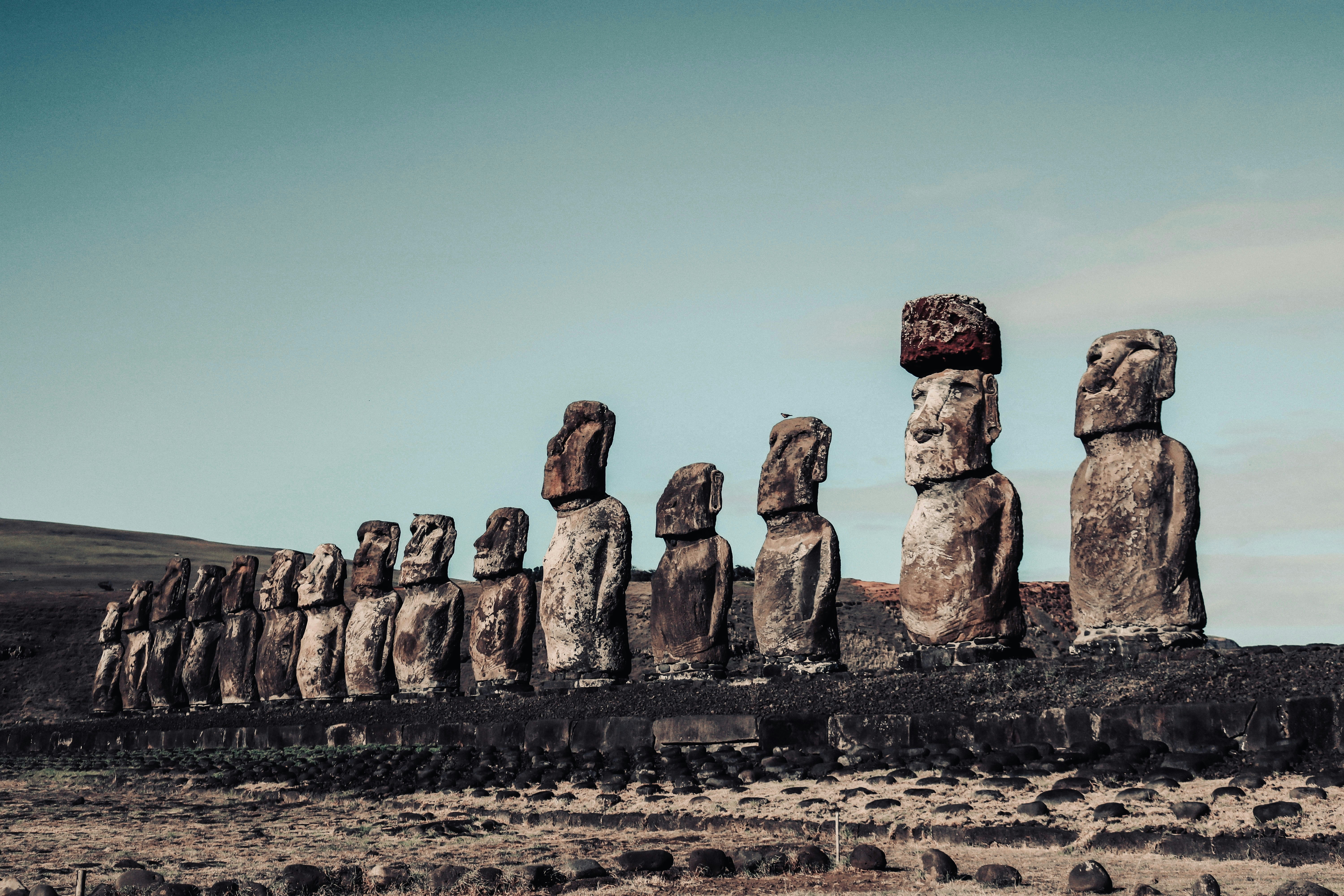 A large group of moai statues in a field photo – Free Isla de pascua ...