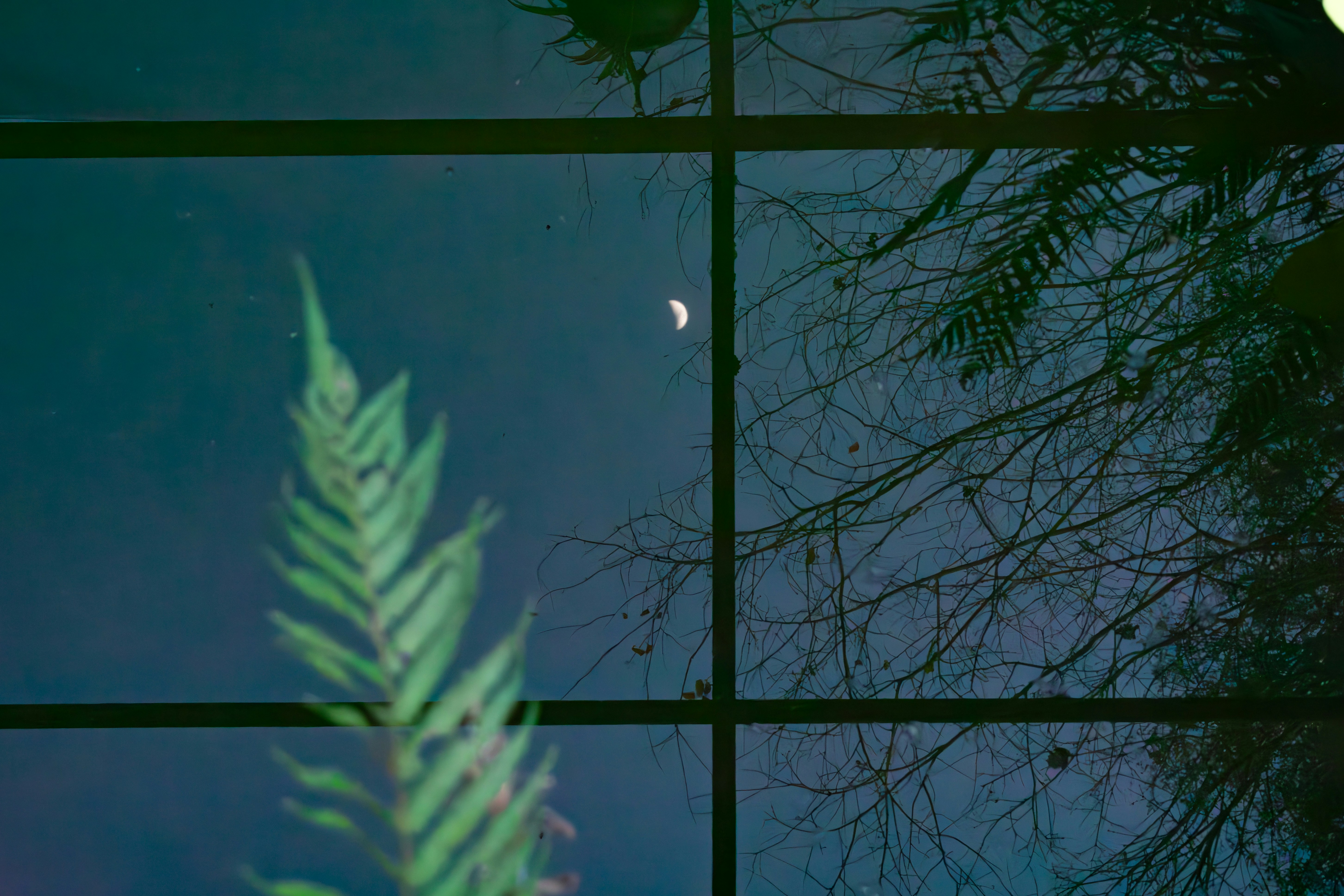 A view of a tree through a window photo – Free Water reflection Image ...