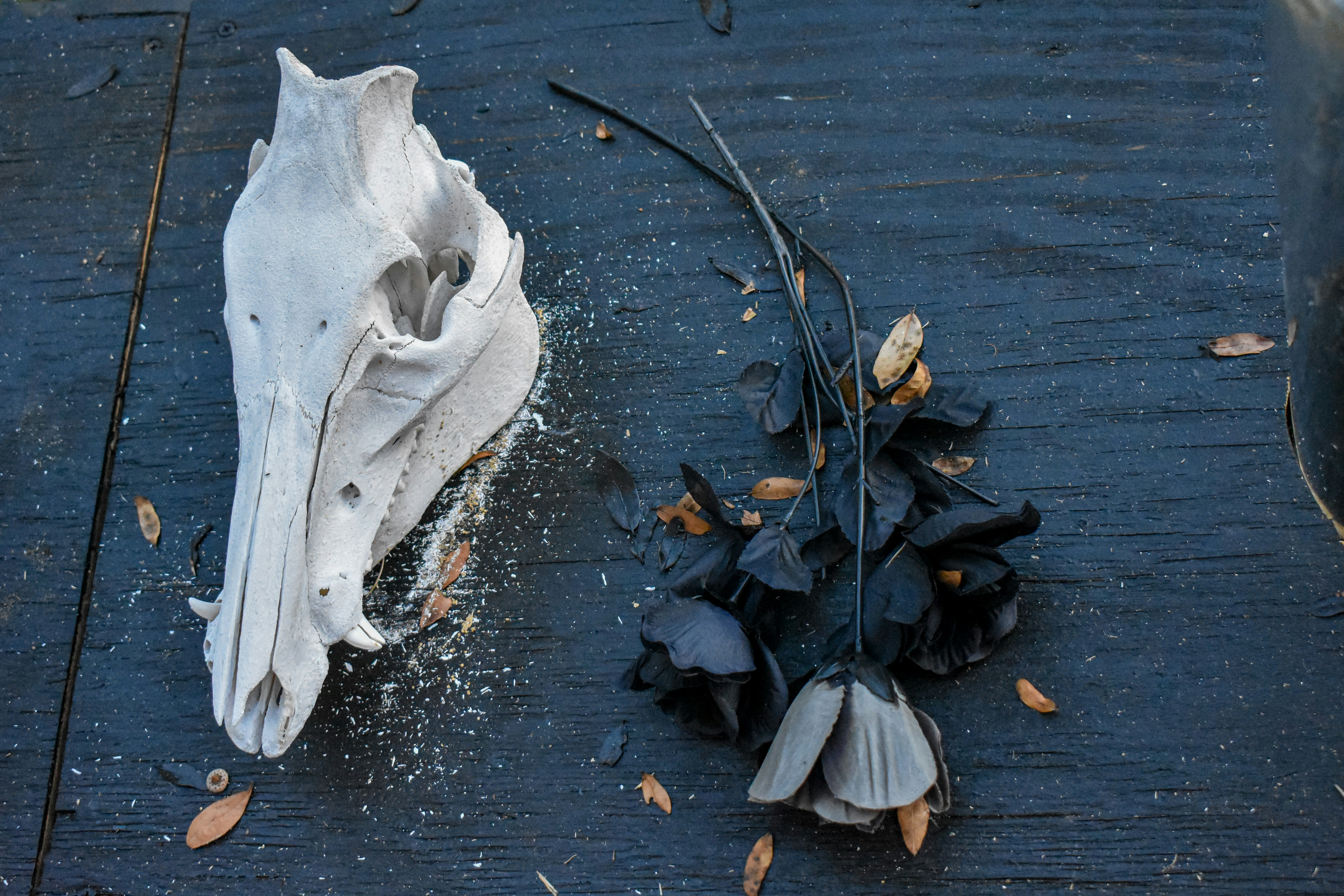 Foto El cráneo de un animal muerto y una flor muerta en el suelo ...