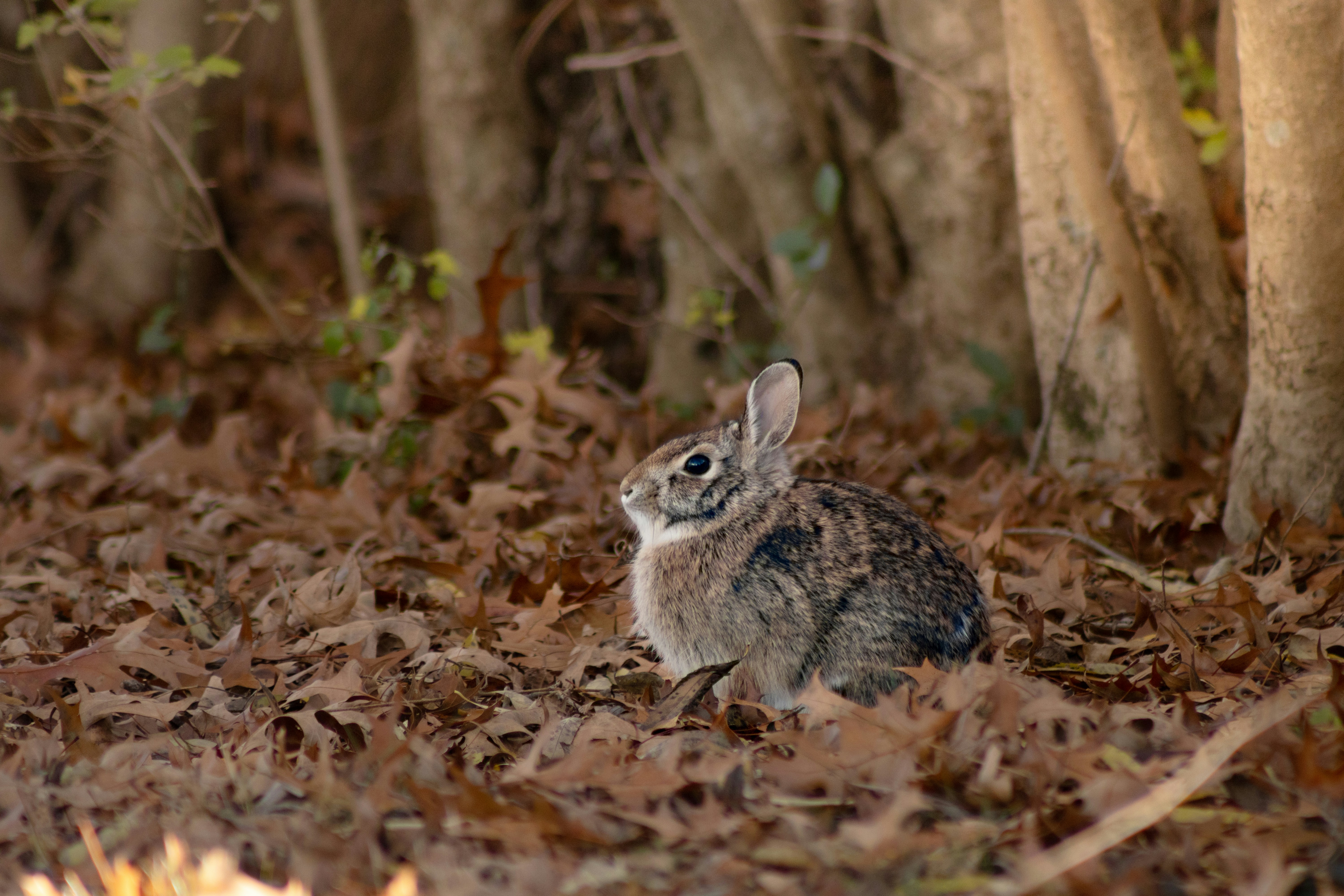 Rabbit nestled among fallen autumn leaves near a thicket of trees.