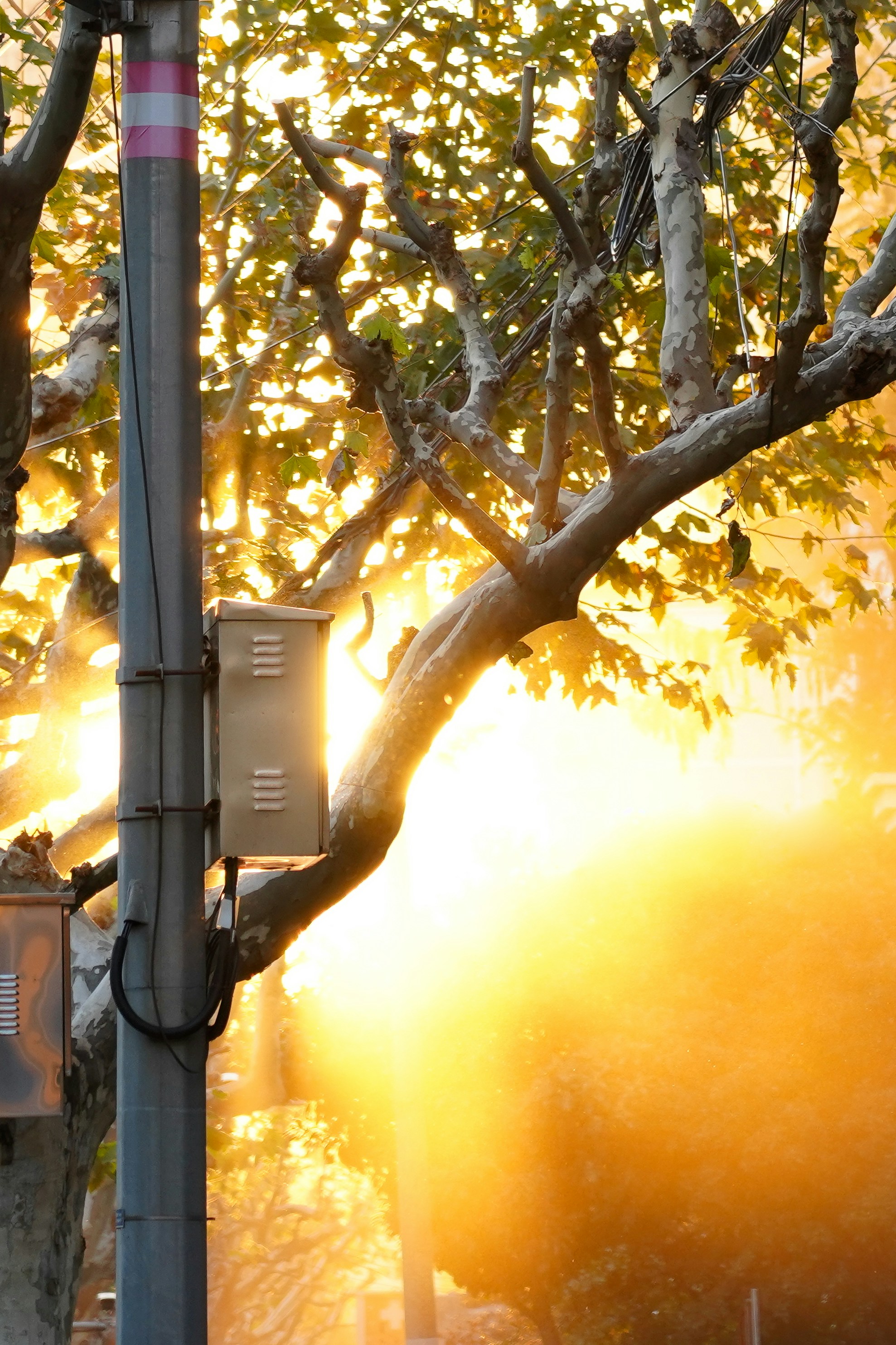 Golden Hour Through Steel and Bark: Sunburst Between an Urban Pole