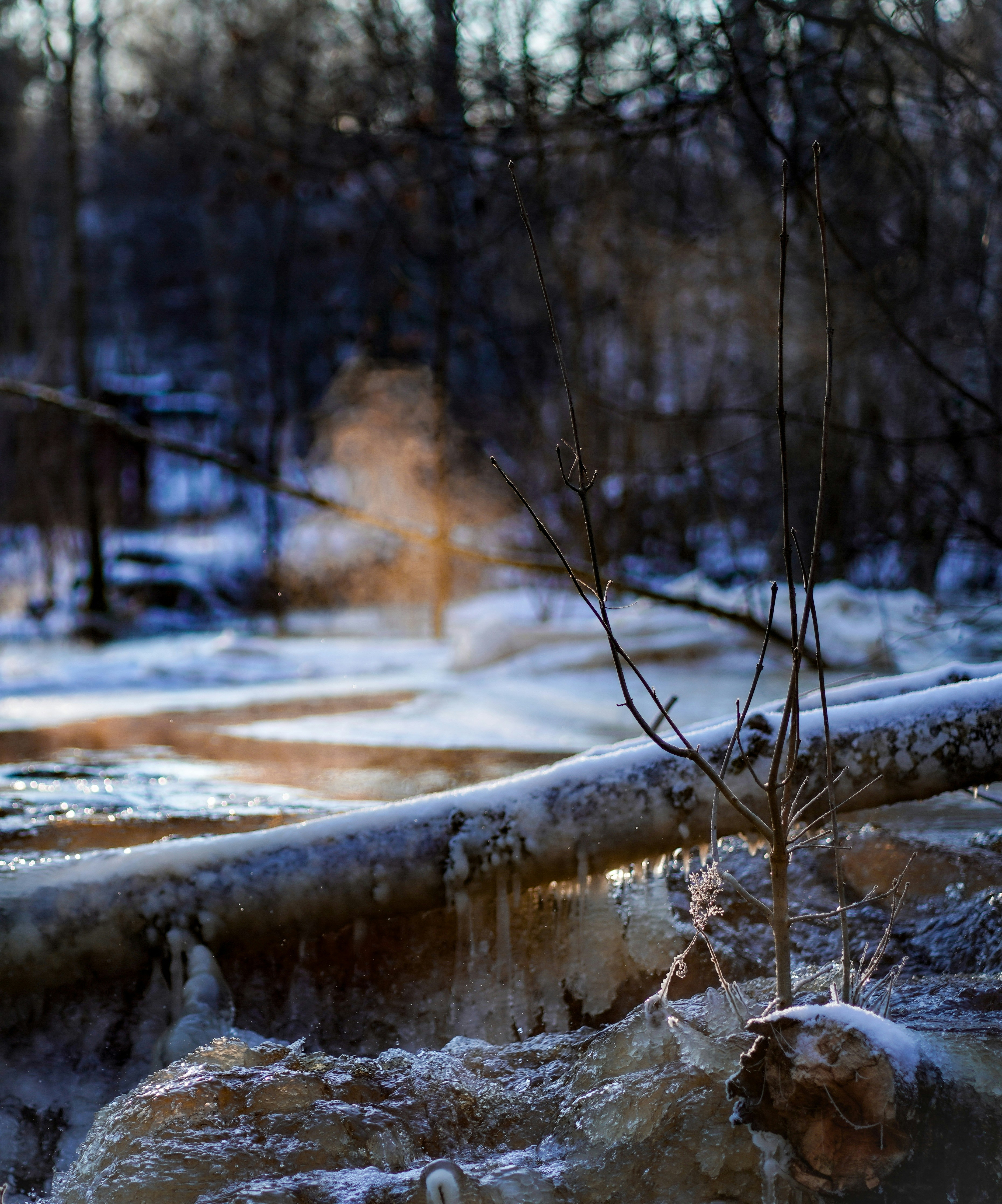 A small tree branch sticking out of the ground photo – Free Hovslätt ...