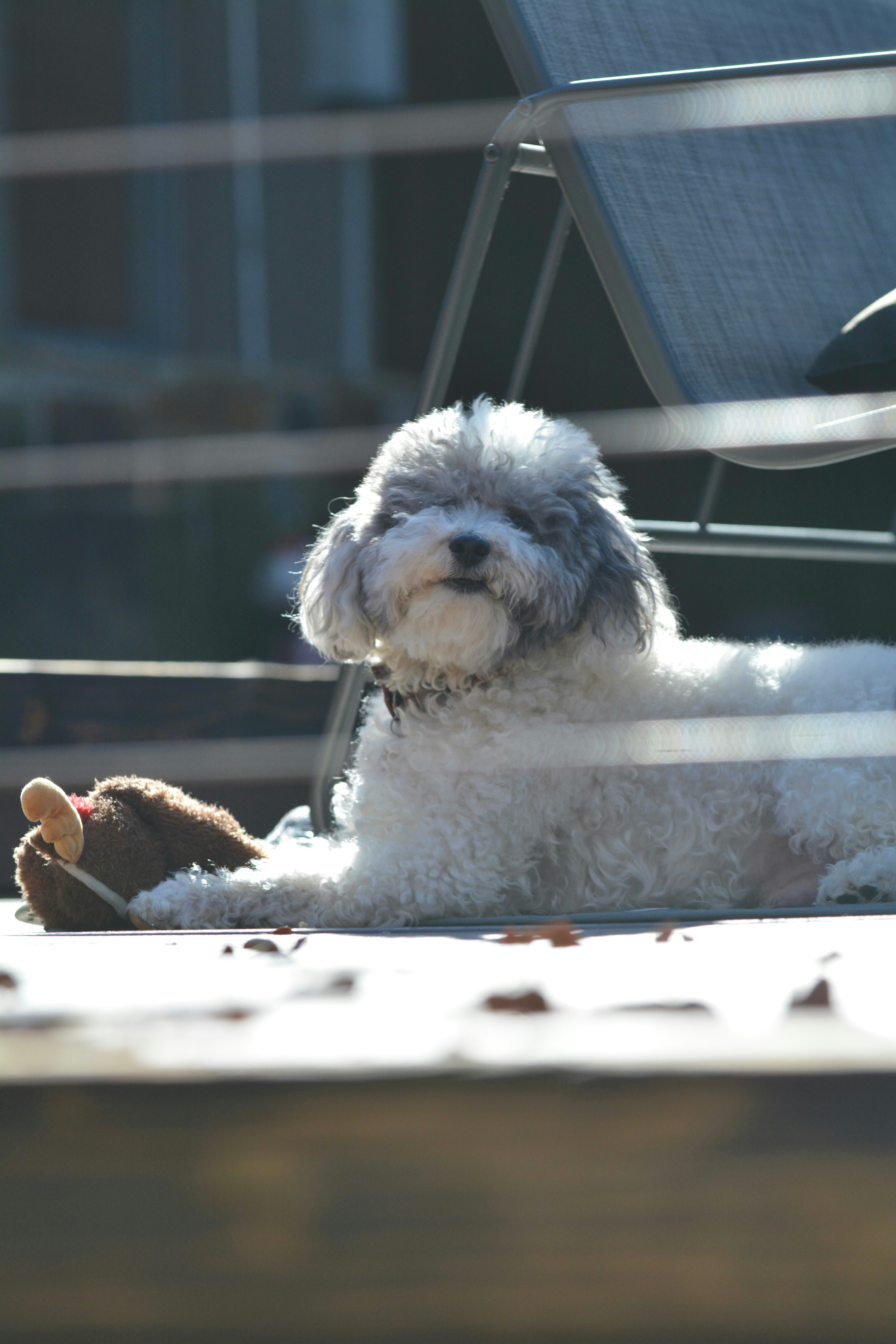 Sunlit Rooftop Rest: A Fluffy Dog and Plush Toy