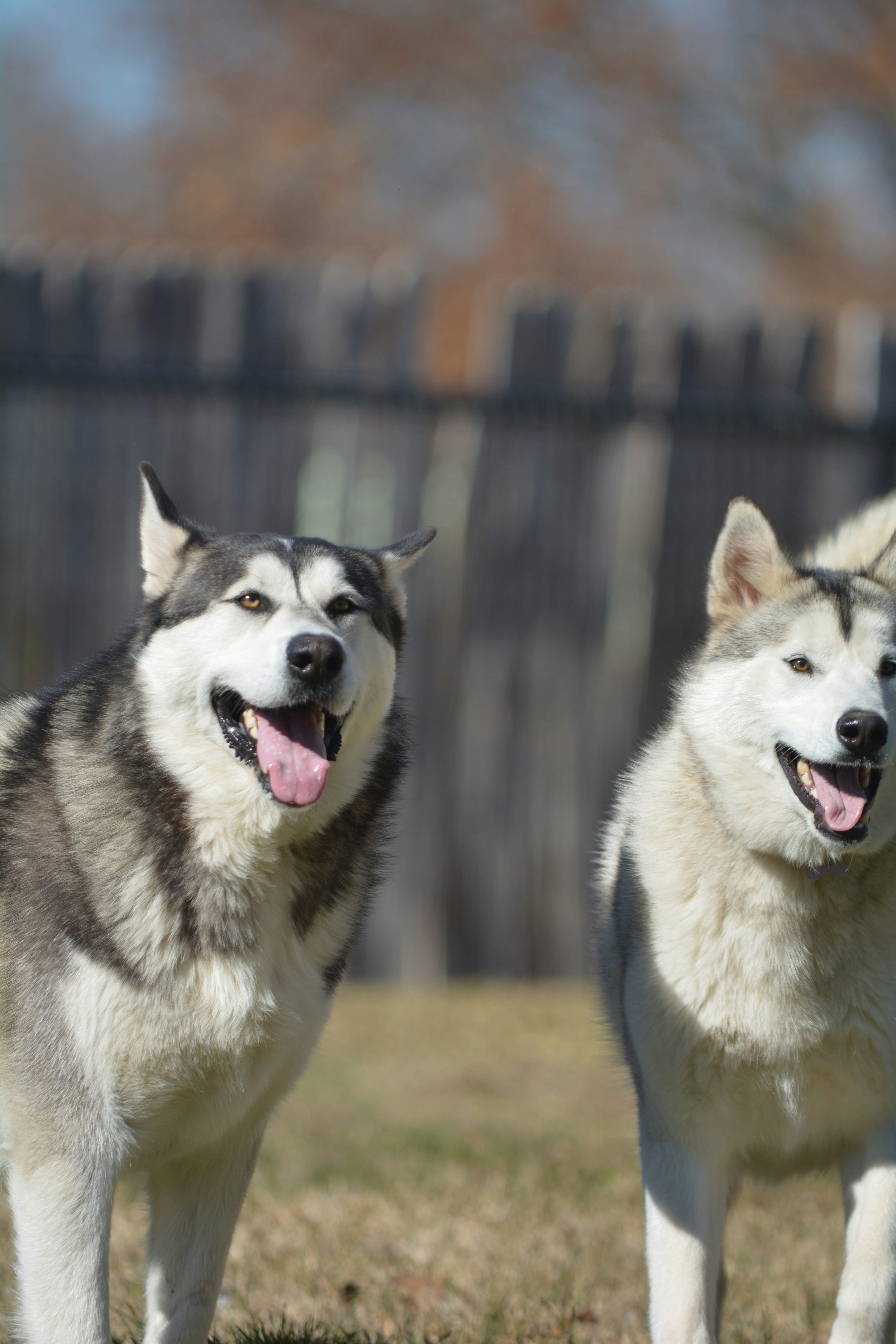 Tongues Out, Tails Wagging: Huskies Play in a Sunlit Backyard