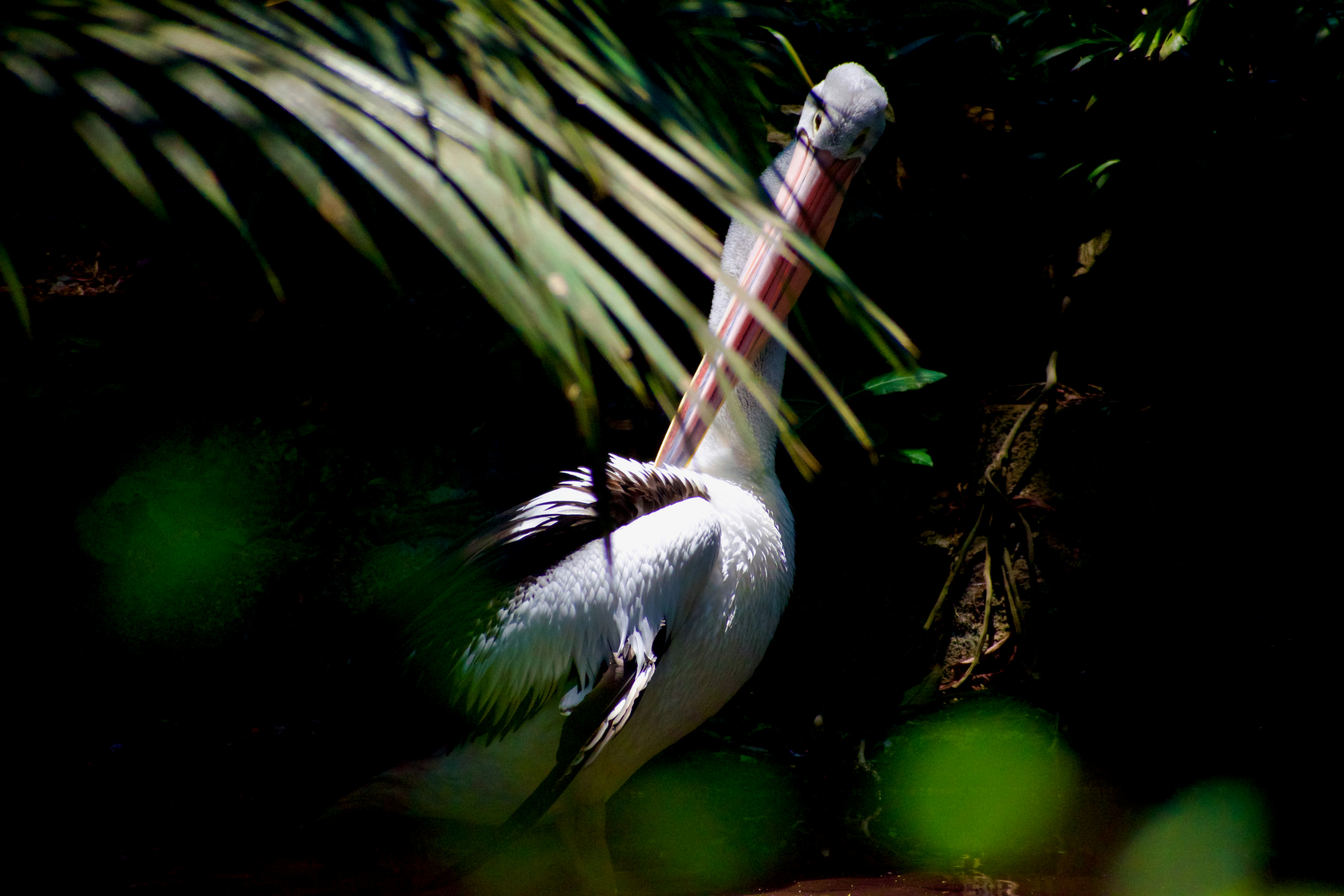 Shadowed Beak, Pelican Paused Among Palm Fronds