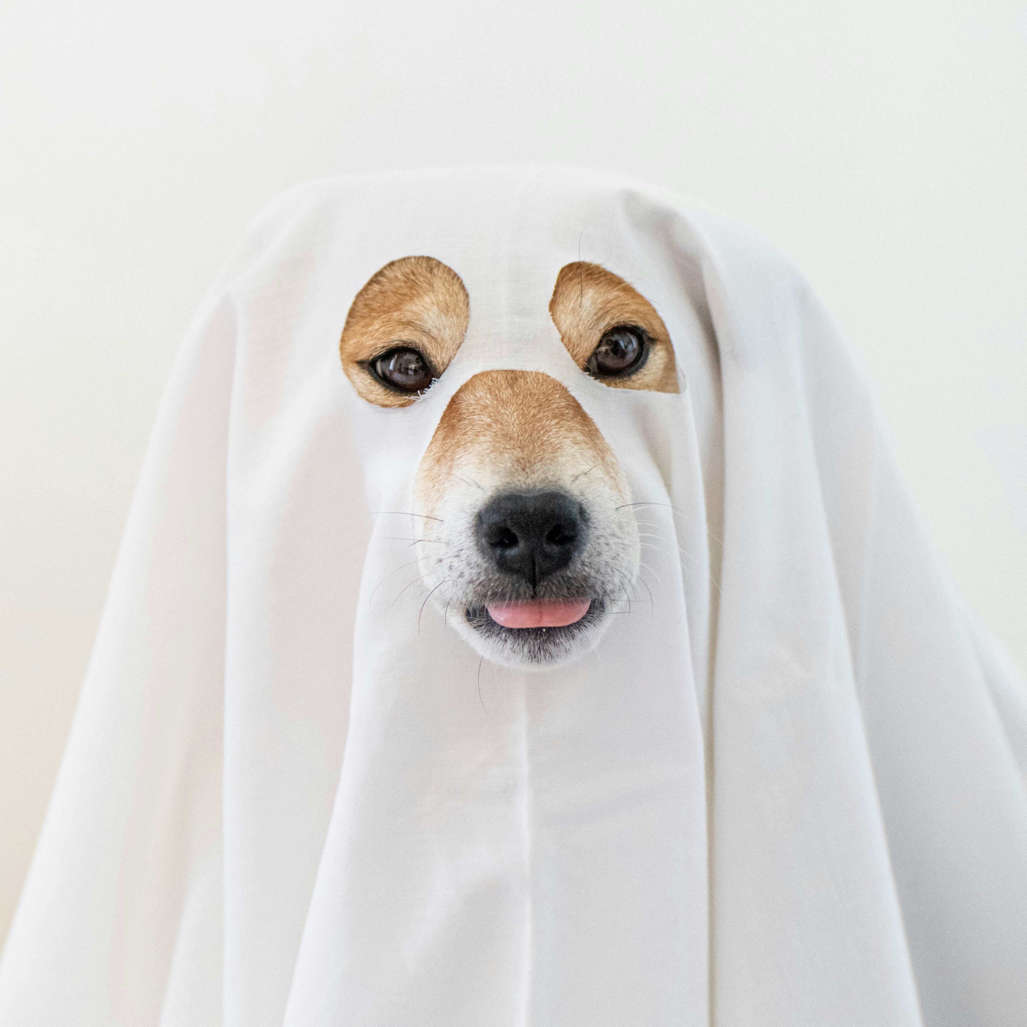 A dog wearing a white cloth covering its face photo – Free Wildlife ...