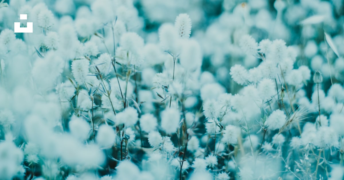 A Bunch Of White Flowers That Are In The Grass Photo Free Blue Image On Unsplash