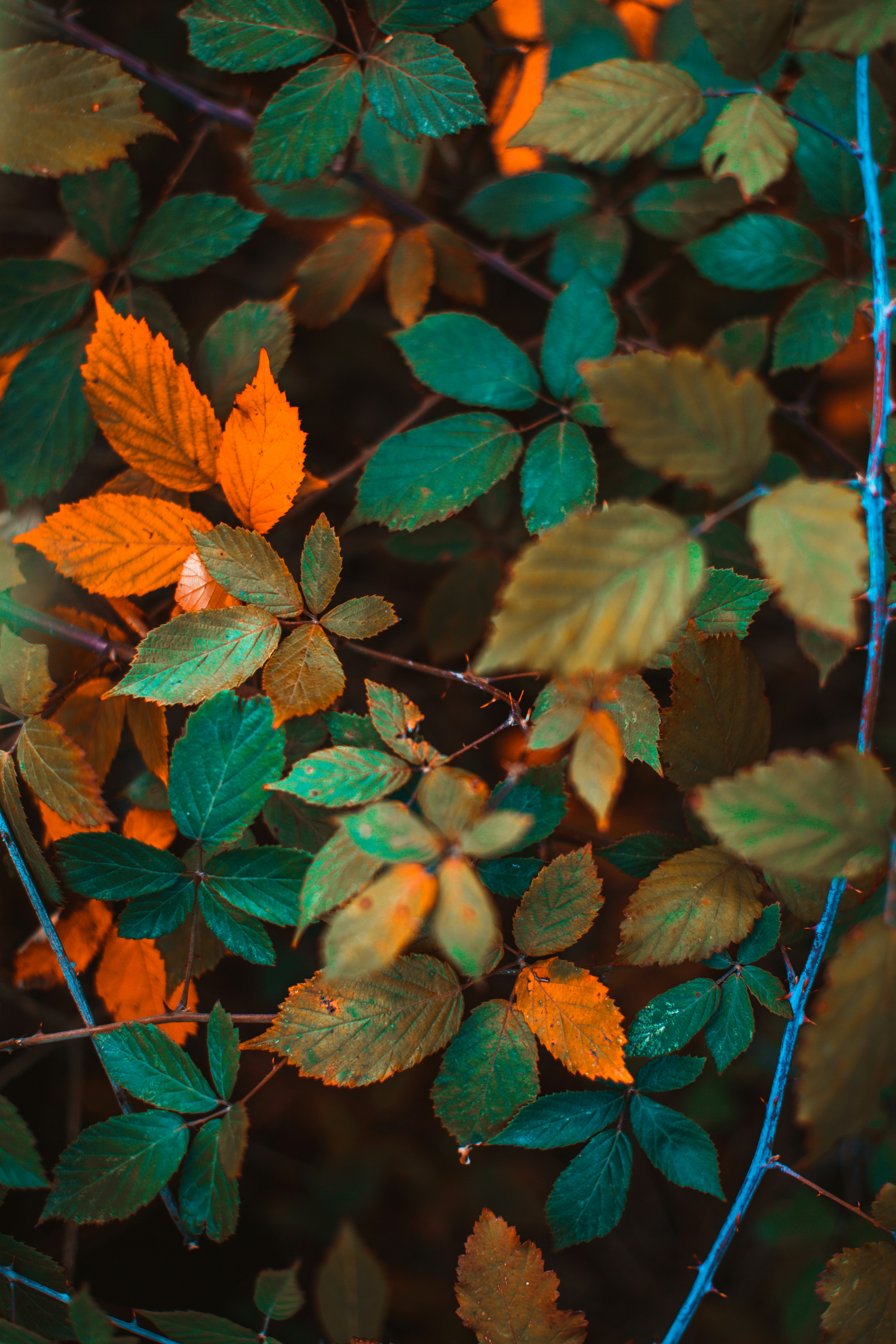 A bunch of leaves that are on a tree photo – Free Nature Image on Unsplash