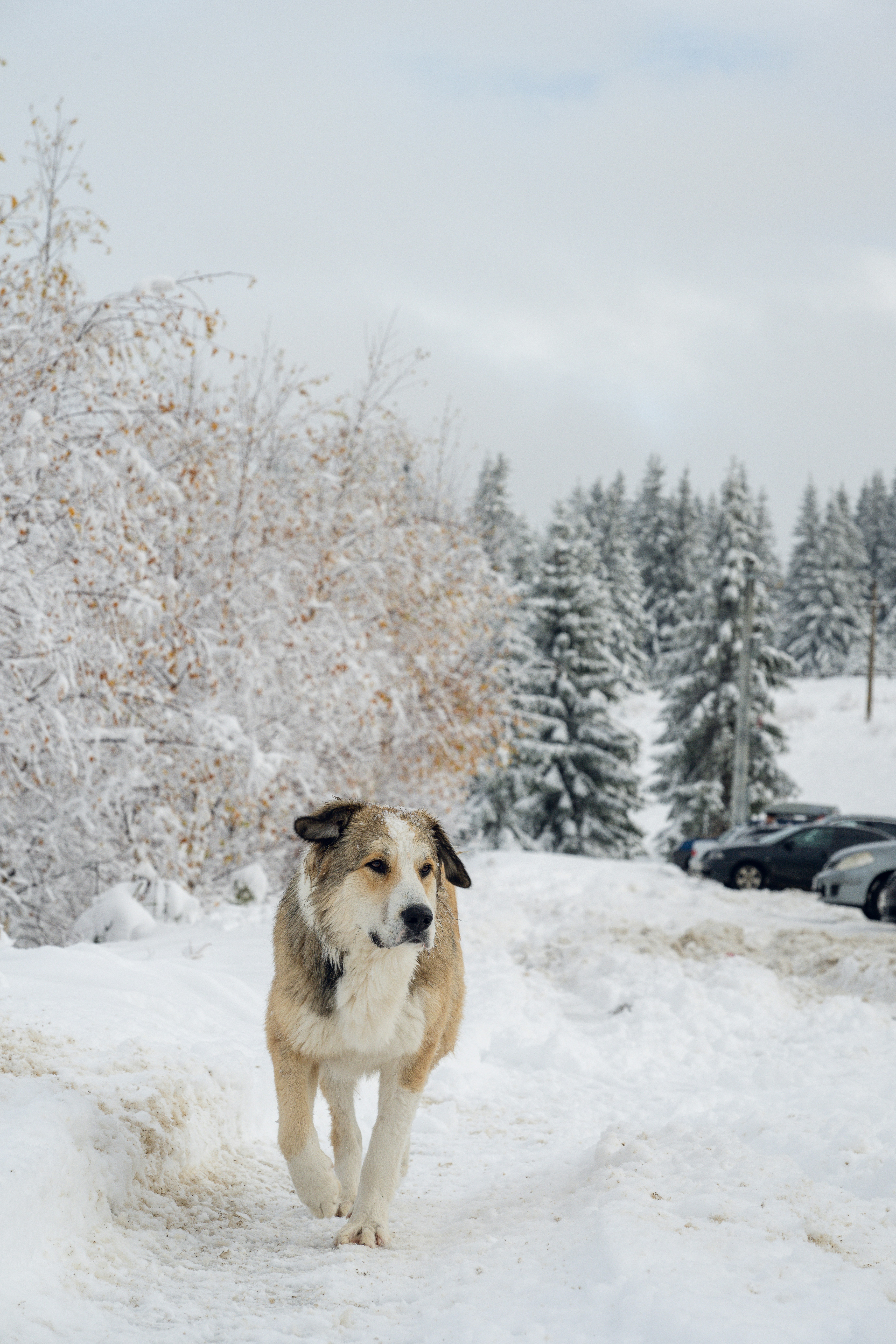 Snowbound Wanderer: A Lone Dog Traverses a Quiet Winter Path