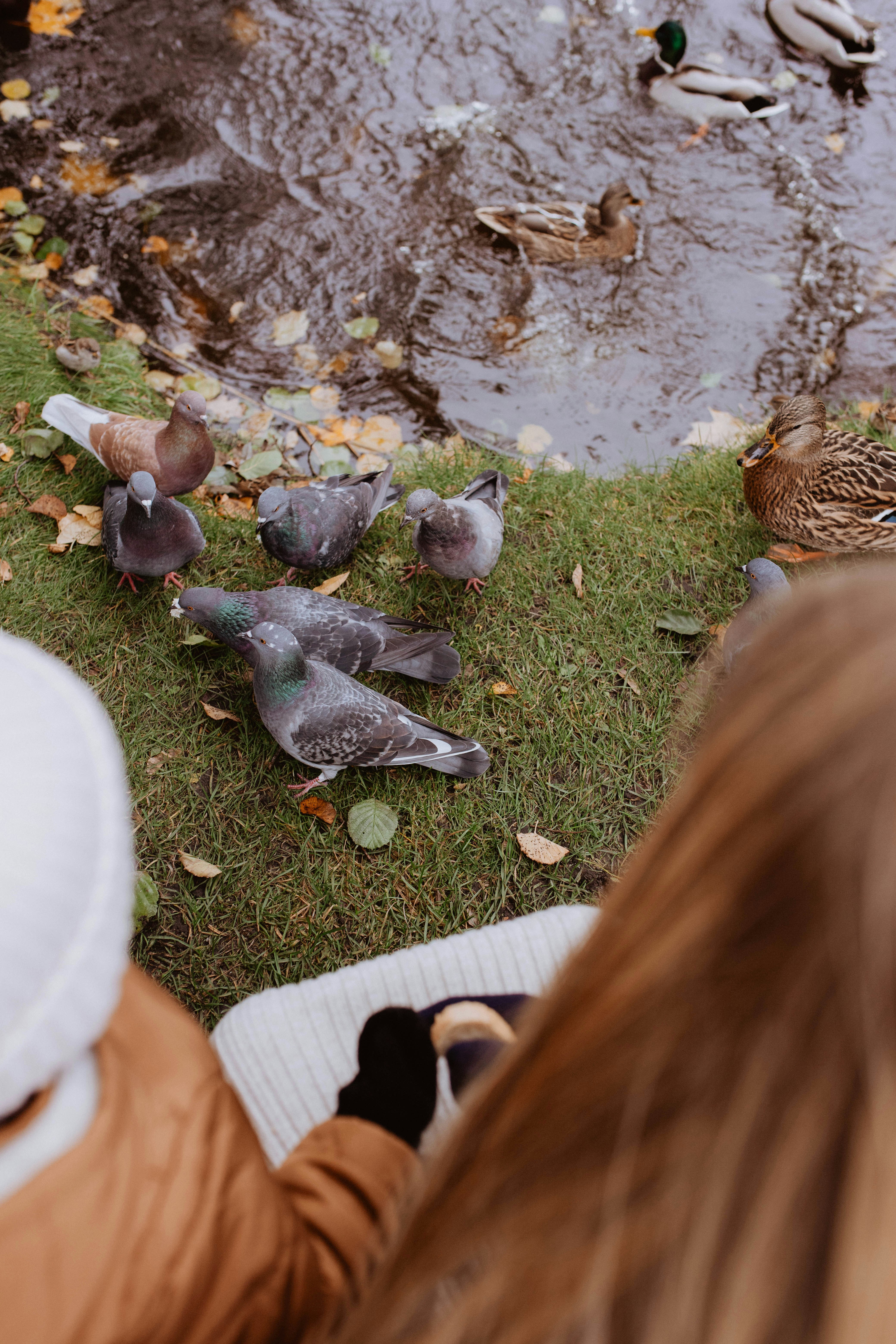 Feathered Meeting at the Pond's Edge: Pigeons Gather on Grass as a Duck Drifts By